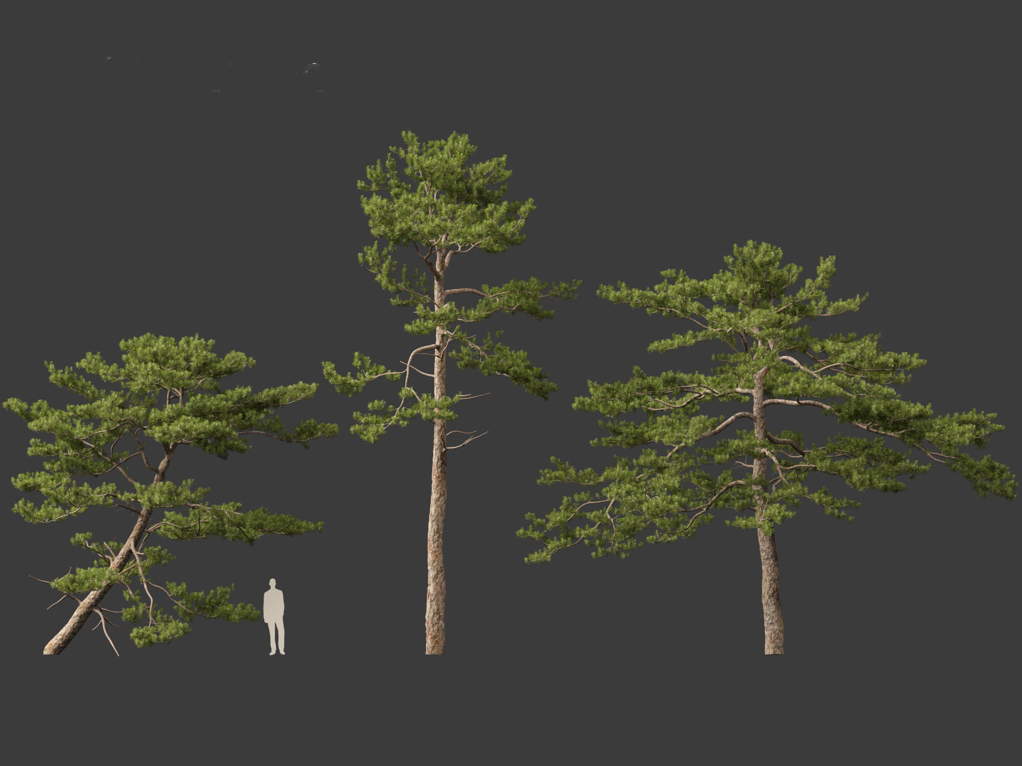 Pinus Tabuliformis - Chinese Pine 3D Model by 3dgardenplants