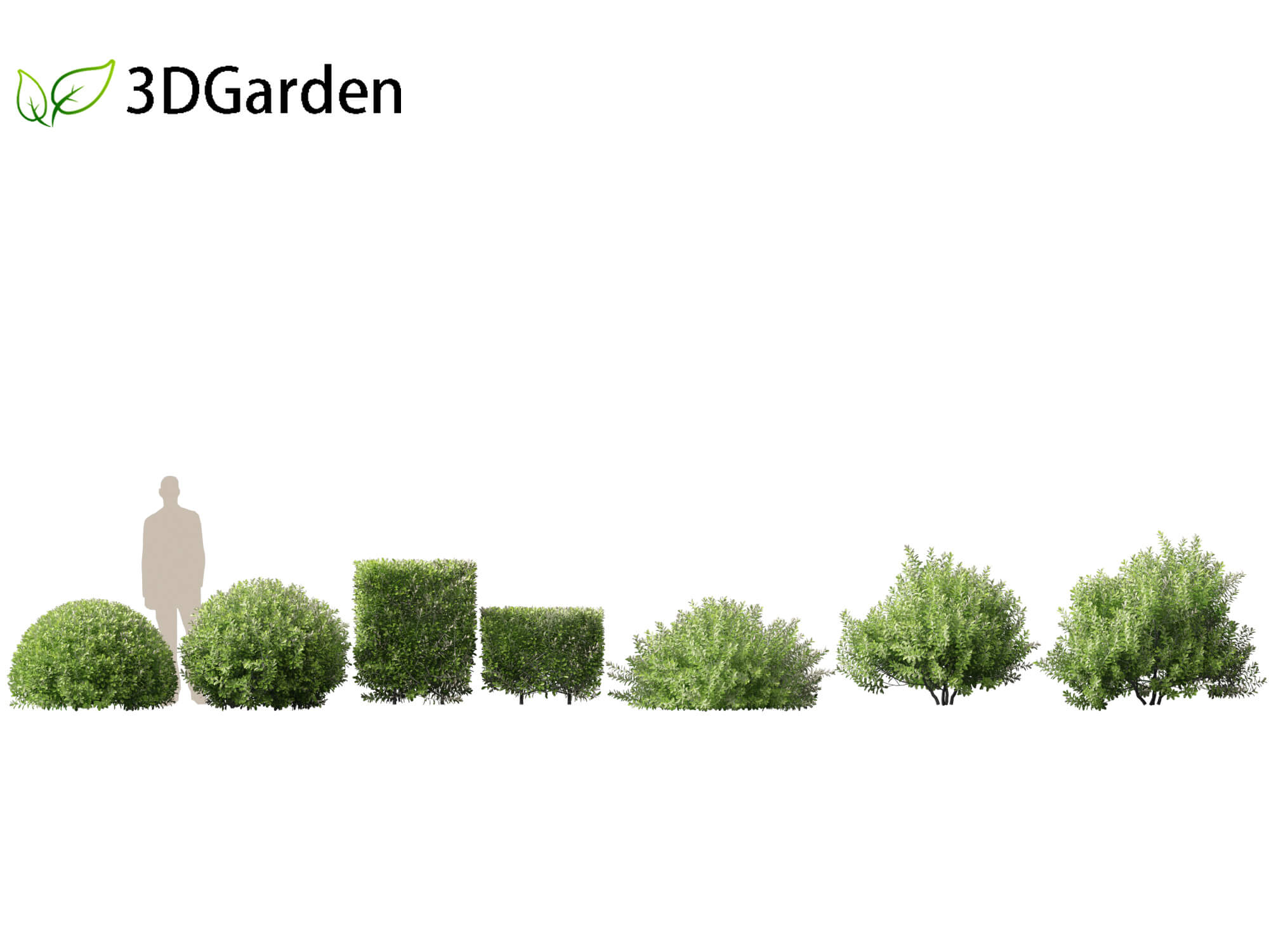 Pittosporum Crassifolium - Karo Tree 3D Model by 3dgardenplants