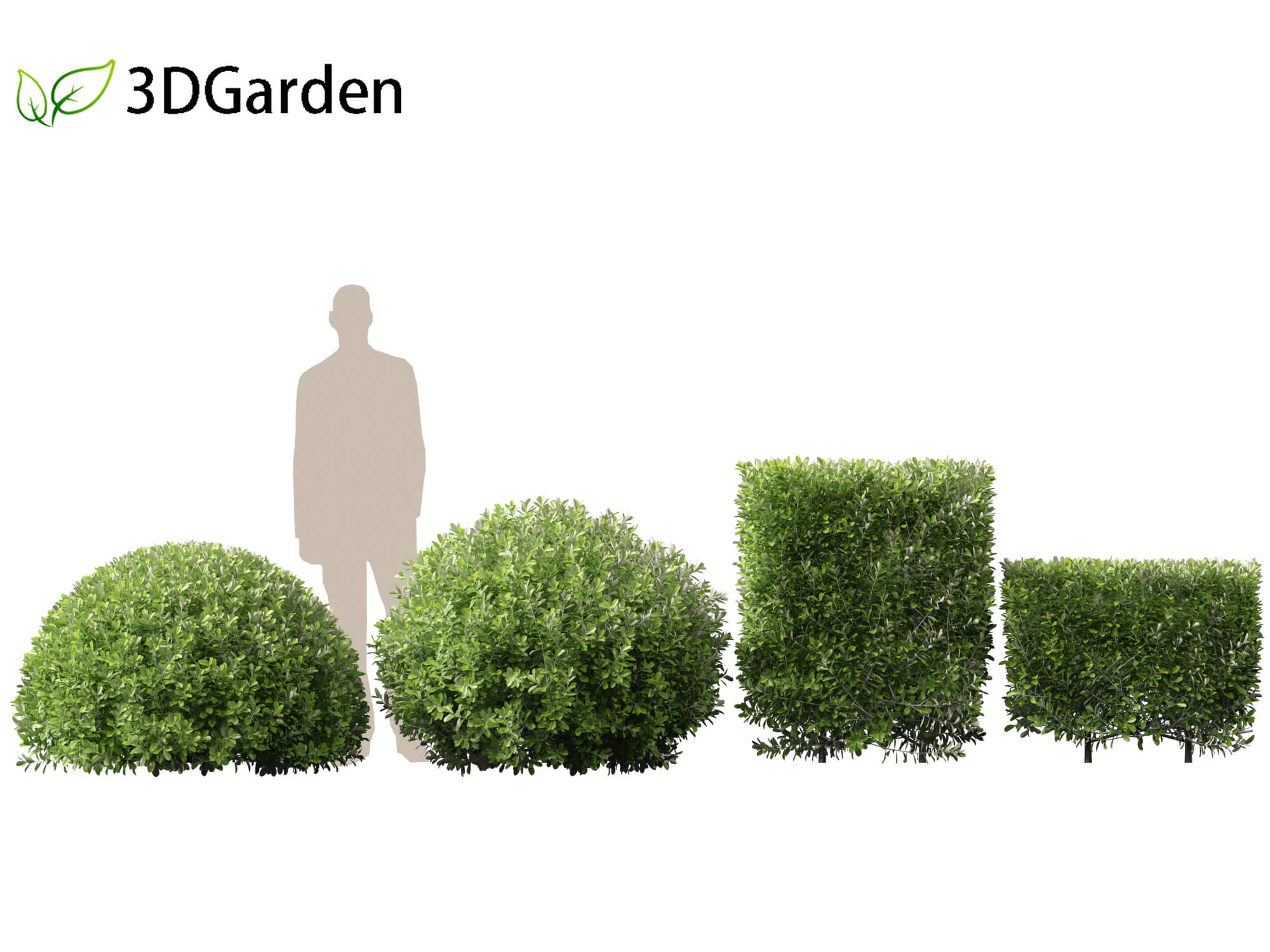 Pittosporum Crassifolium - Karo Tree 3D Model by 3dgardenplants