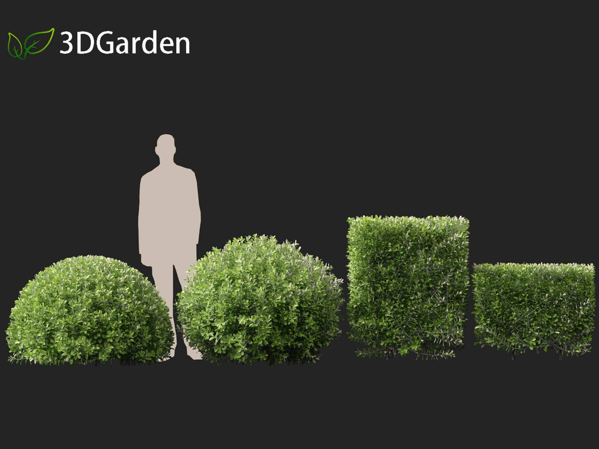 Pittosporum Crassifolium - Karo Tree 3D Model by 3dgardenplants
