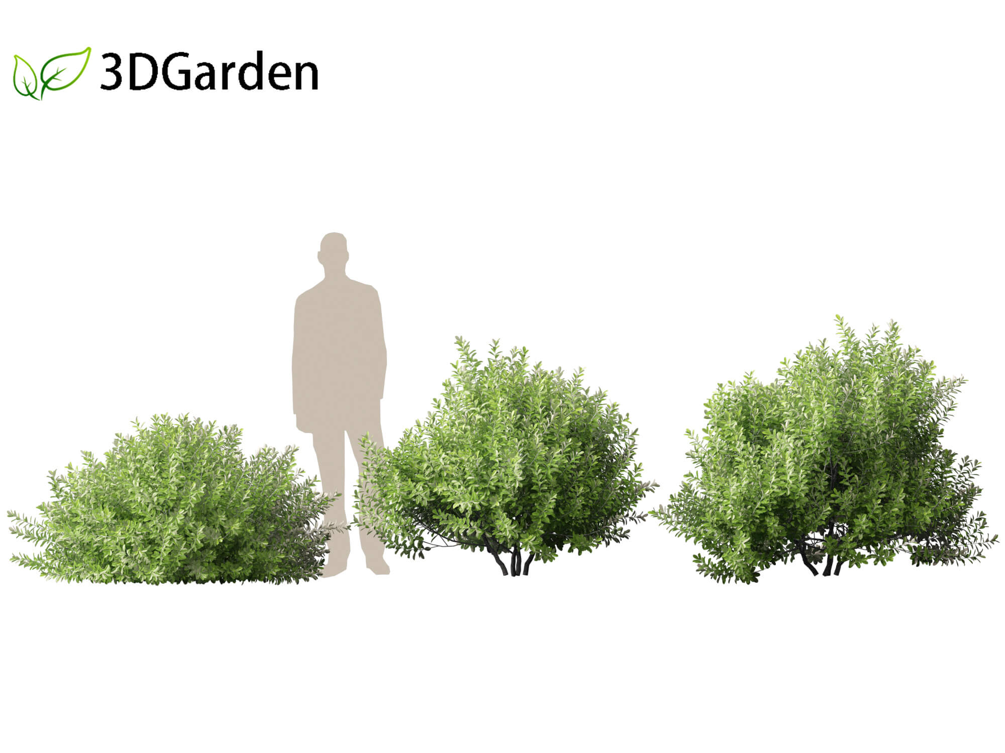 Pittosporum Crassifolium - Karo Tree 3D Model by 3dgardenplants