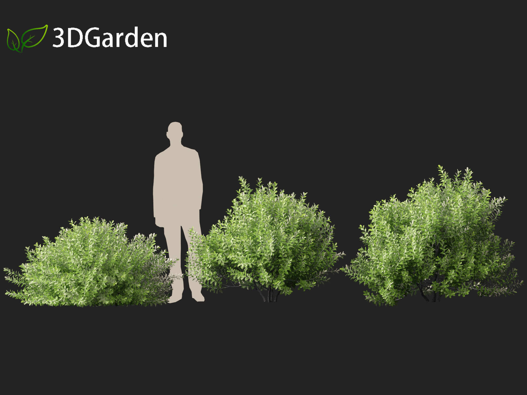 Pittosporum Crassifolium - Karo Tree 3D Model by 3dgardenplants