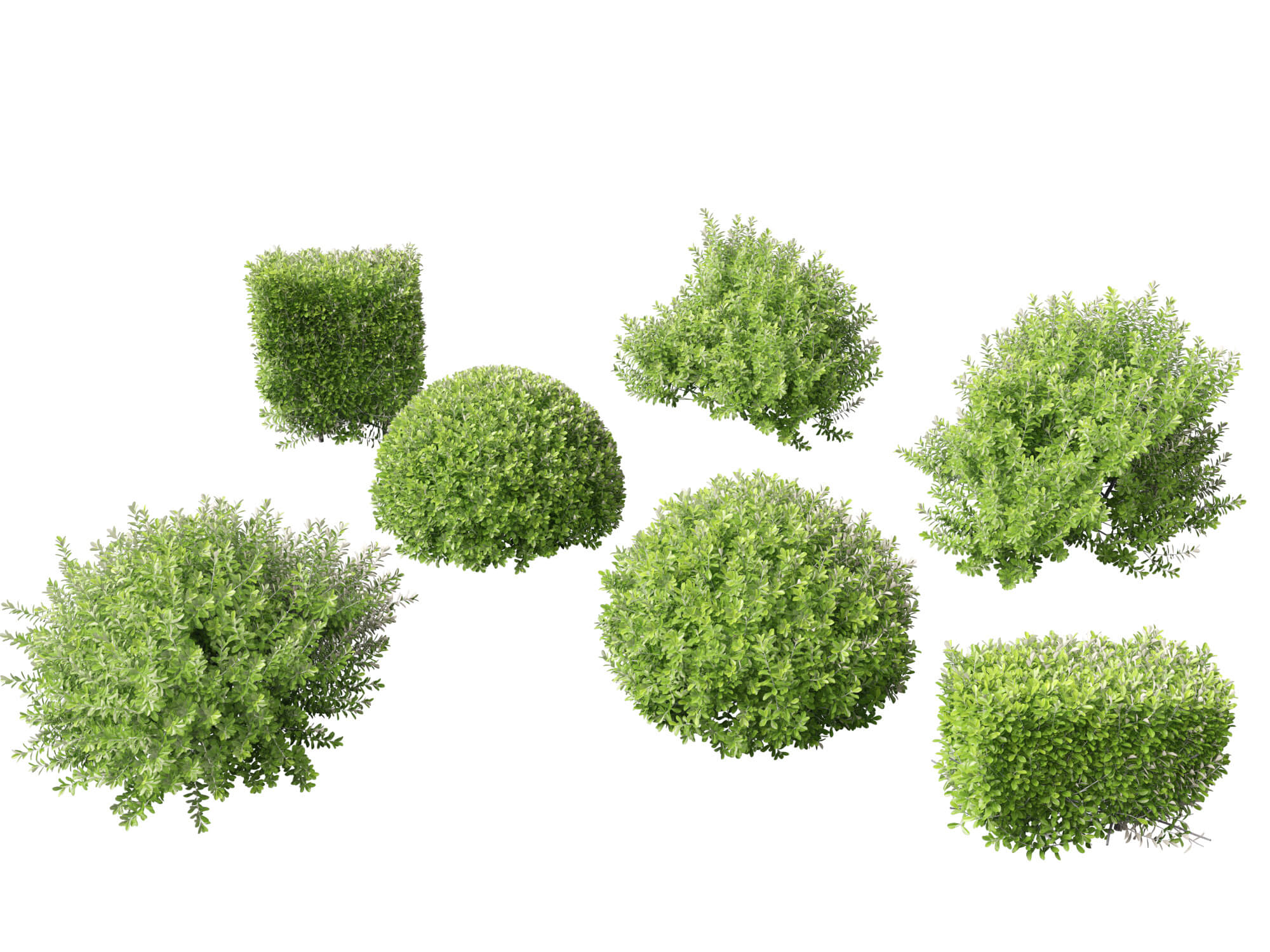 Pittosporum Crassifolium - Karo Tree 3D Model by 3dgardenplants