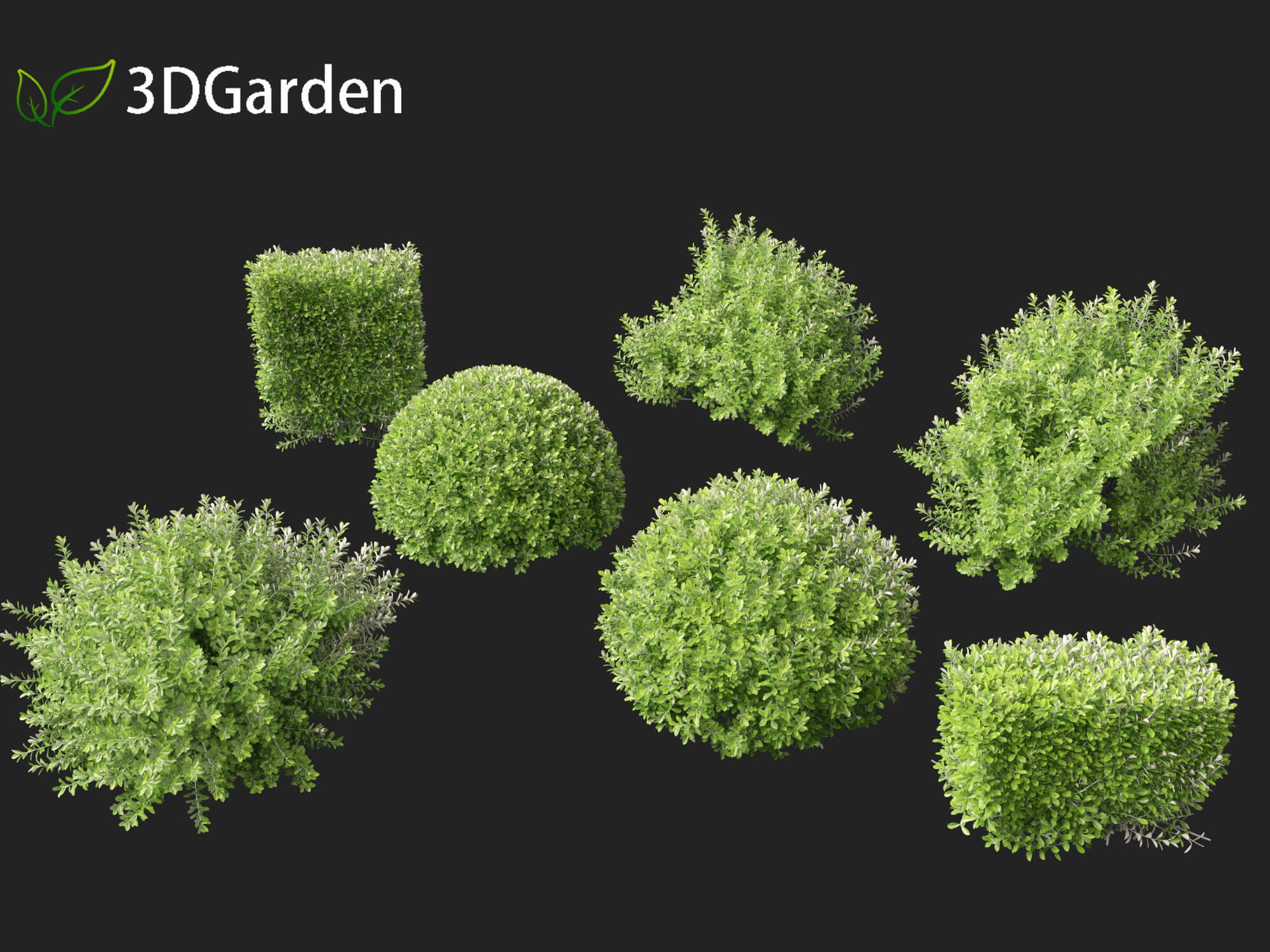 Pittosporum Crassifolium - Karo Tree 3D Model by 3dgardenplants