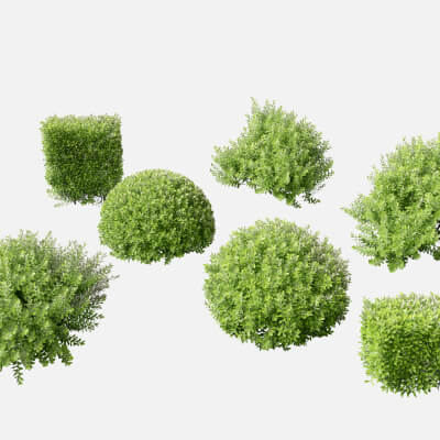 Pittosporum Crassifolium - Karo Tree 3D Model by 3dgardenplants