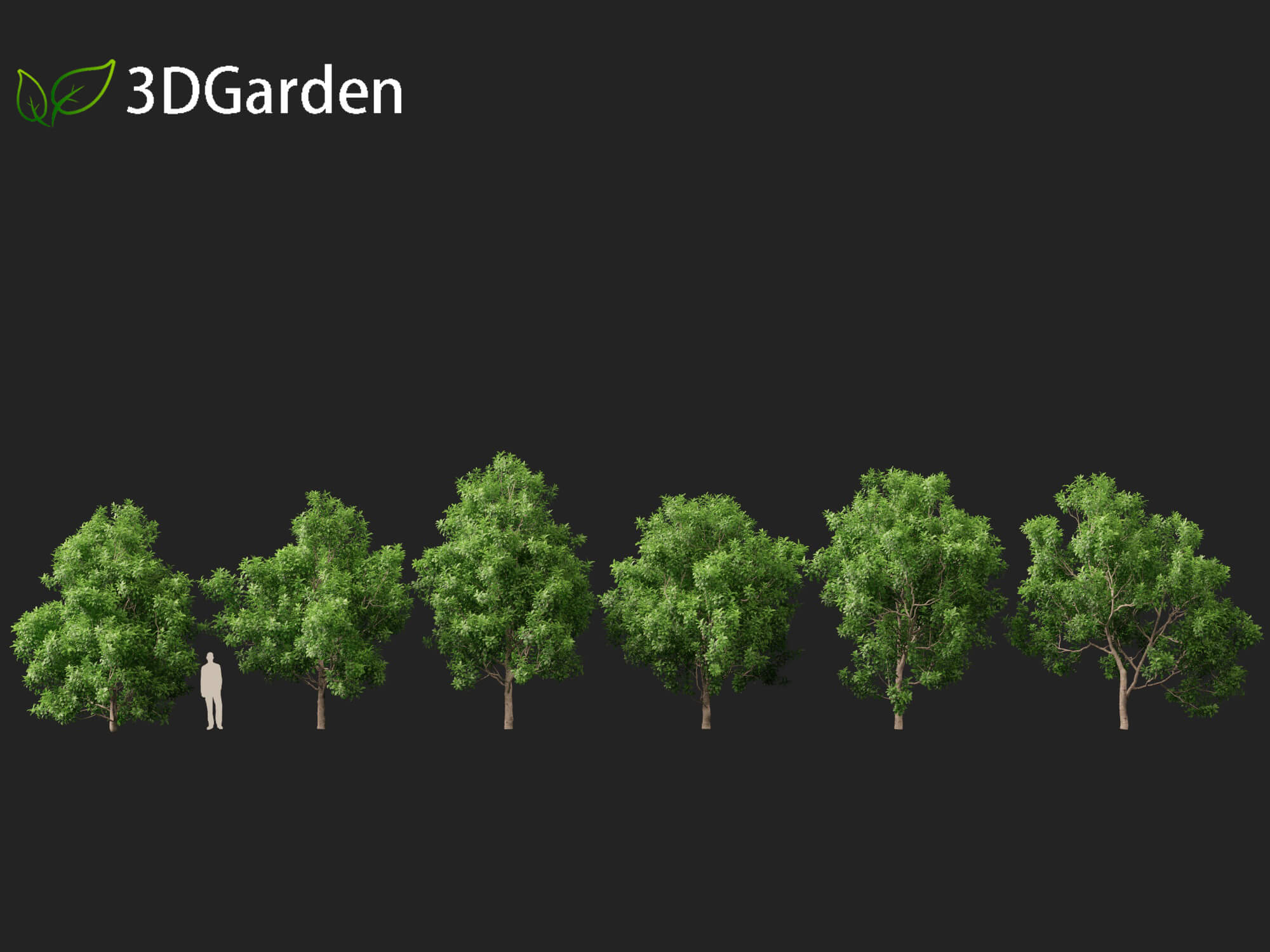 Pittosporum Eugenioides – Lemon Wood - 3D Model by 3dgardenplants