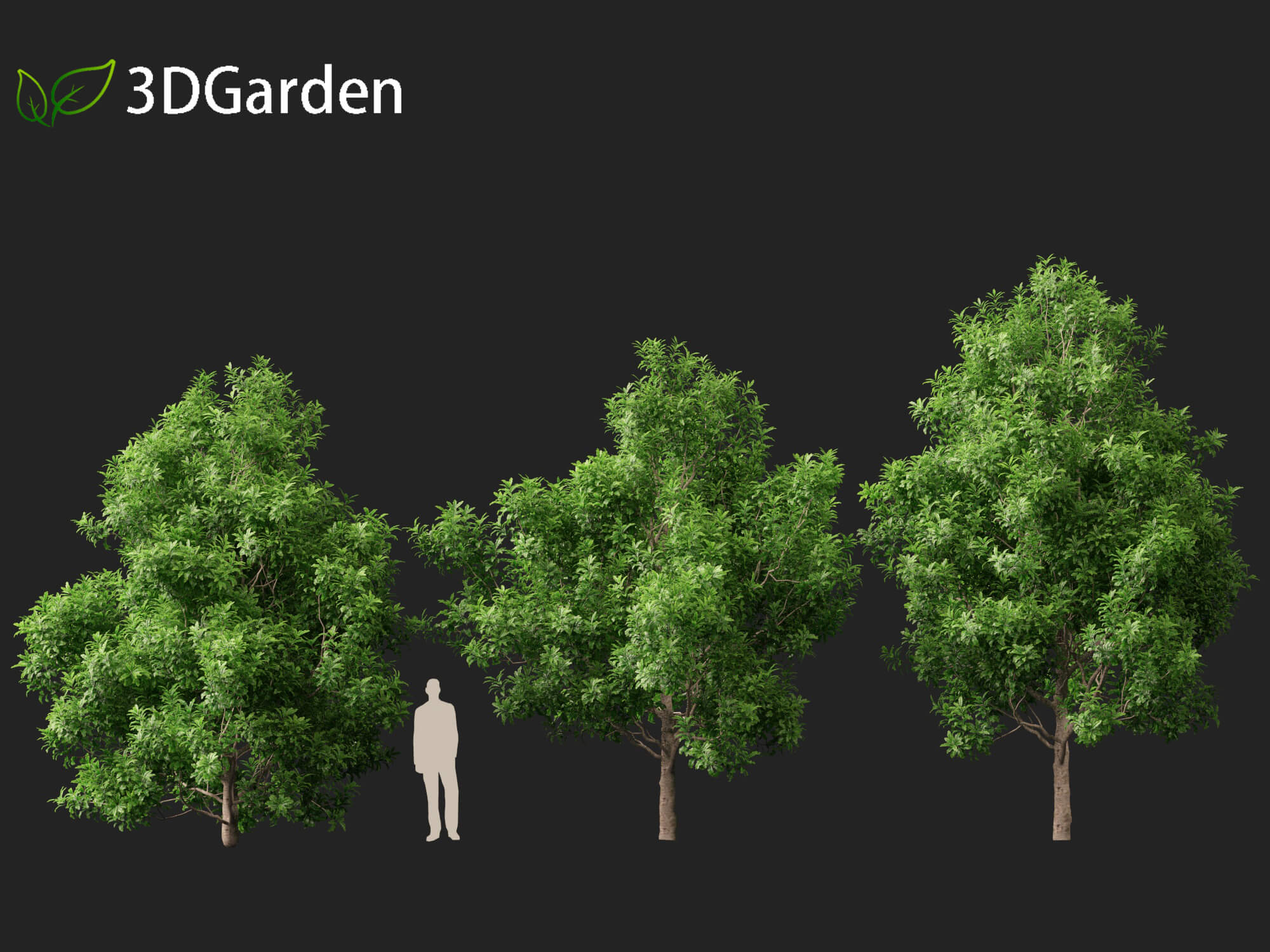 Pittosporum Eugenioides – Lemon Wood - 3D Model by 3dgardenplants