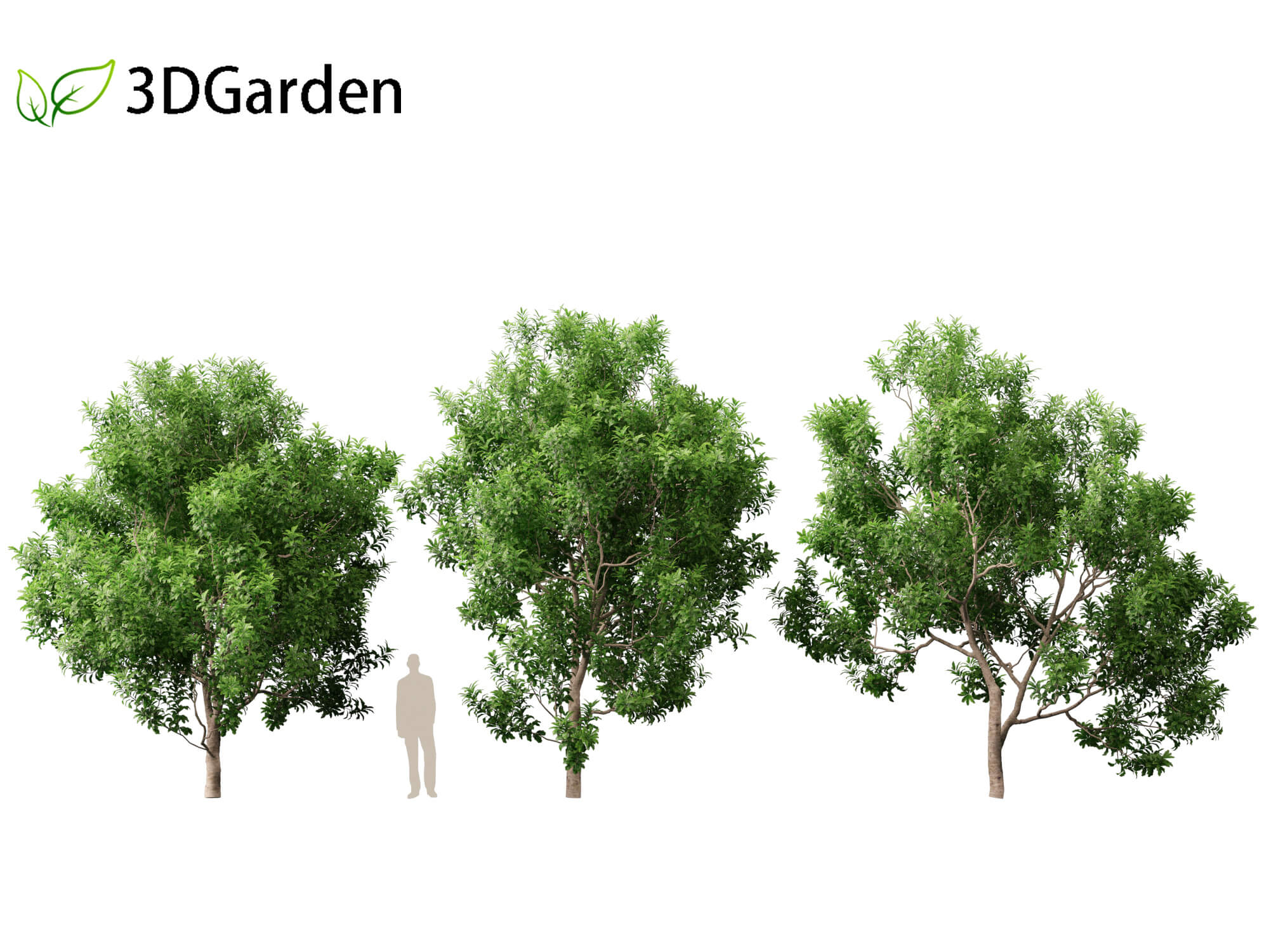 Pittosporum Eugenioides – Lemon Wood - 3D Model by 3dgardenplants