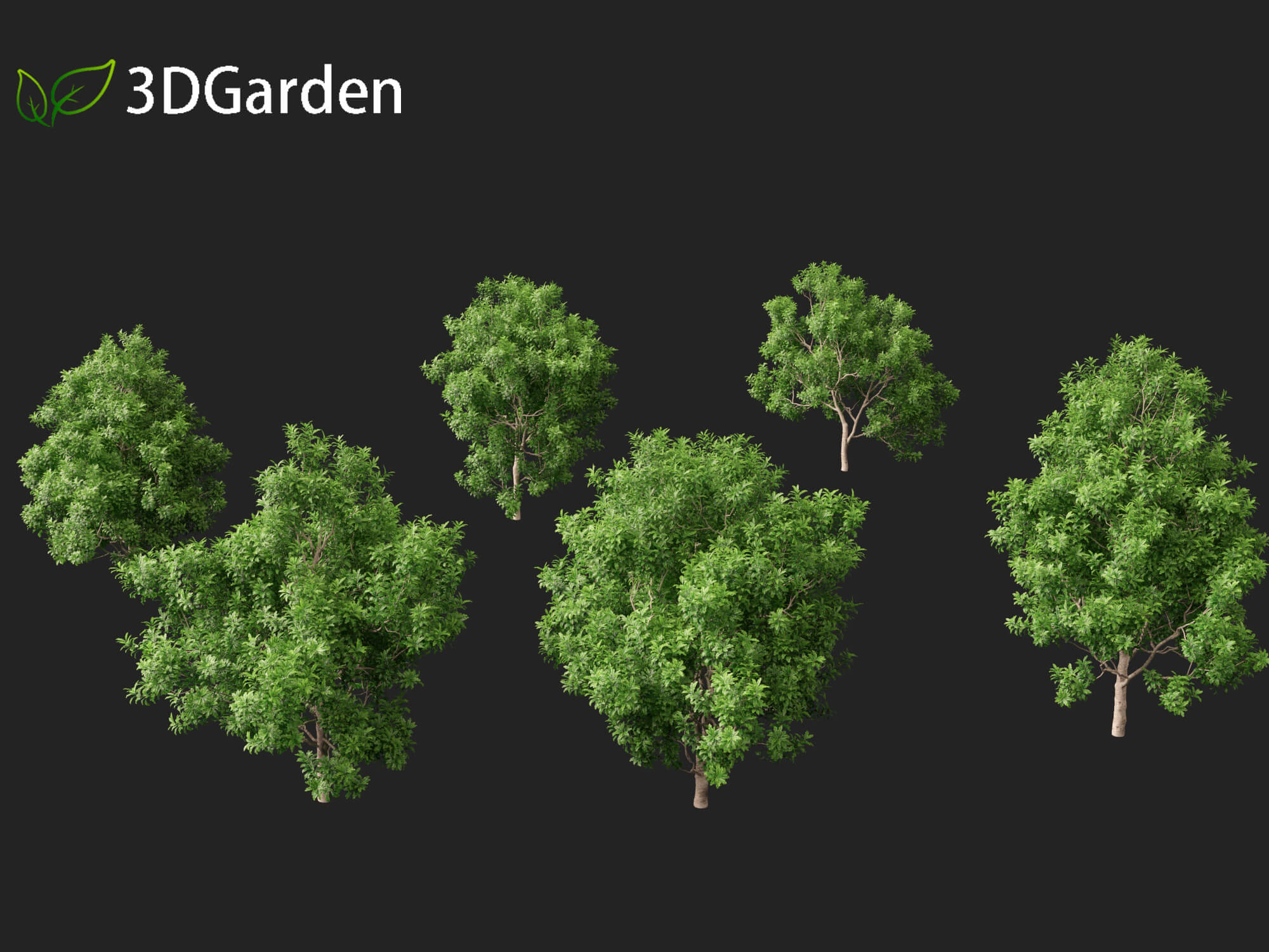 Pittosporum Eugenioides – Lemon Wood - 3D Model by 3dgardenplants
