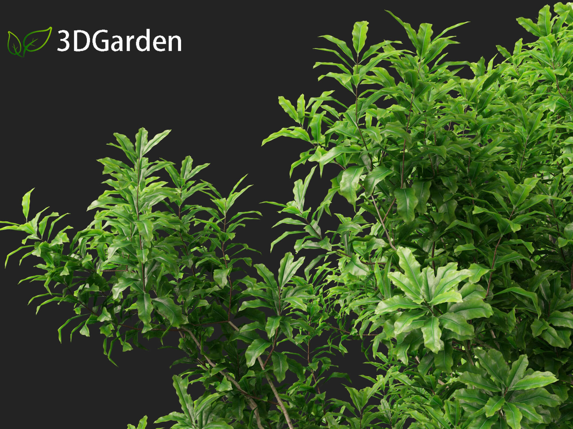 Pittosporum Eugenioides – Lemon Wood - 3D Model by 3dgardenplants