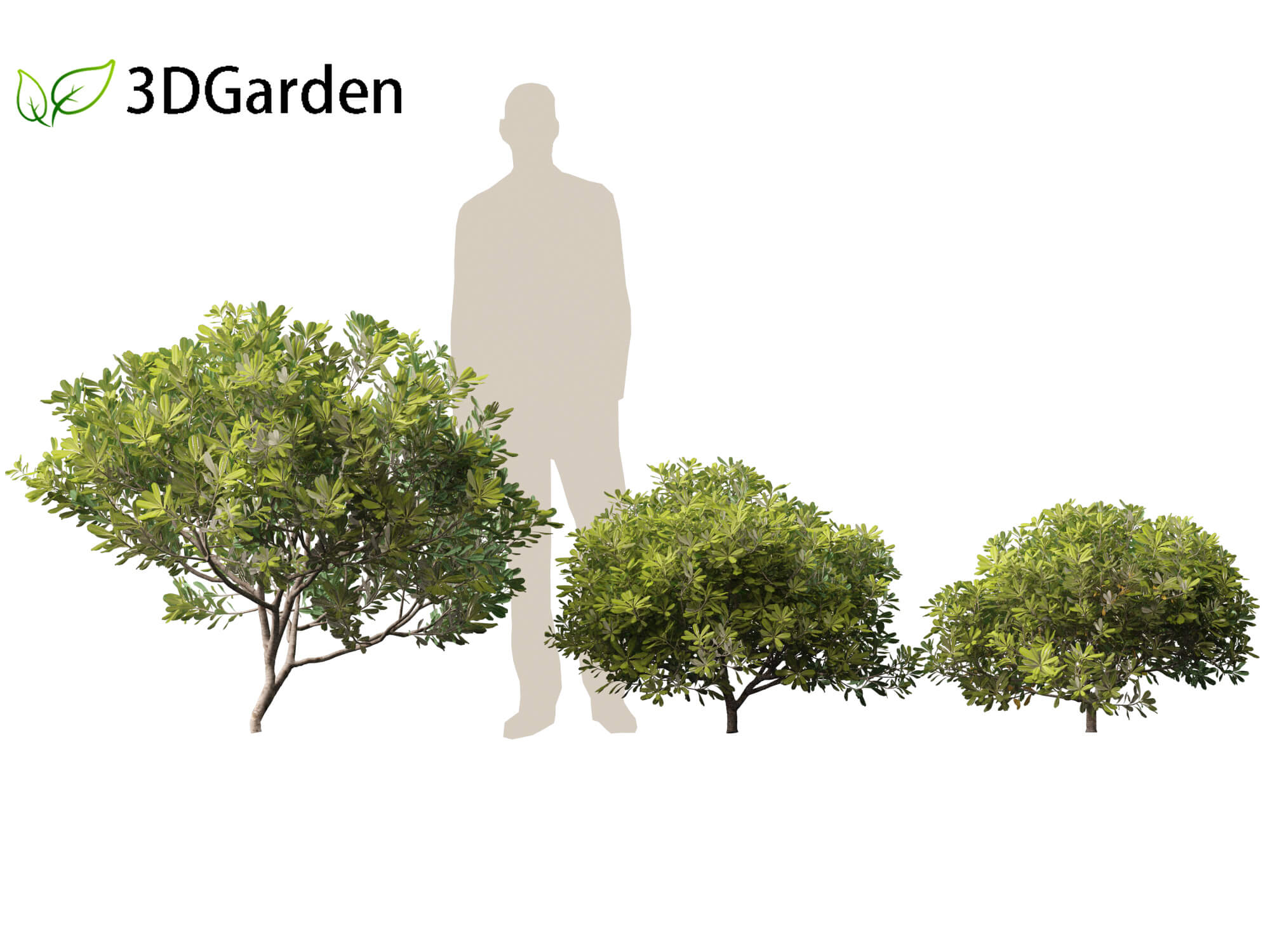 Pittosporum Tobira - Japanese Pittosporum 01 3D Model by 3dgardenplants