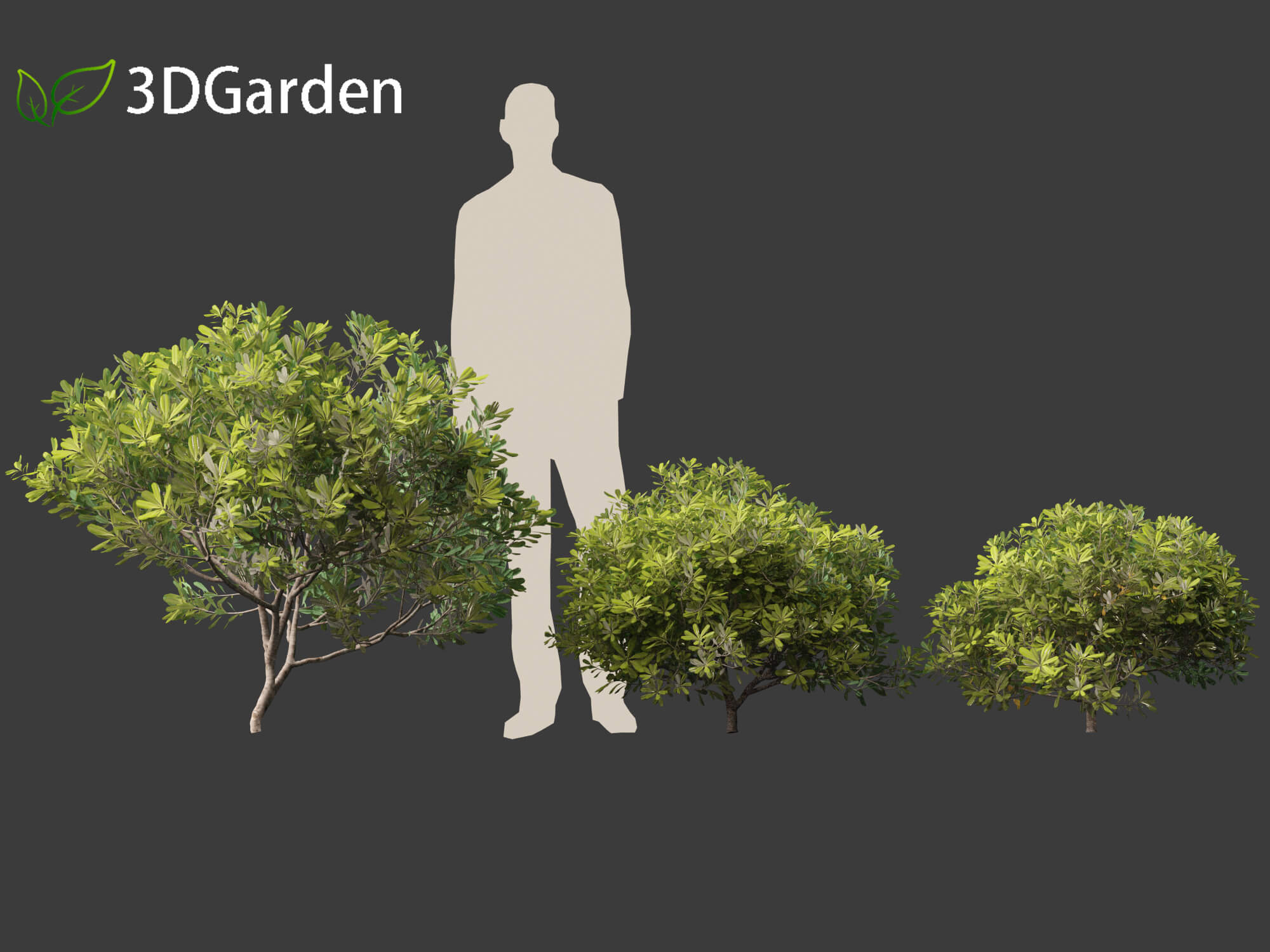 Pittosporum Tobira - Japanese Pittosporum 01 3D Model by 3dgardenplants