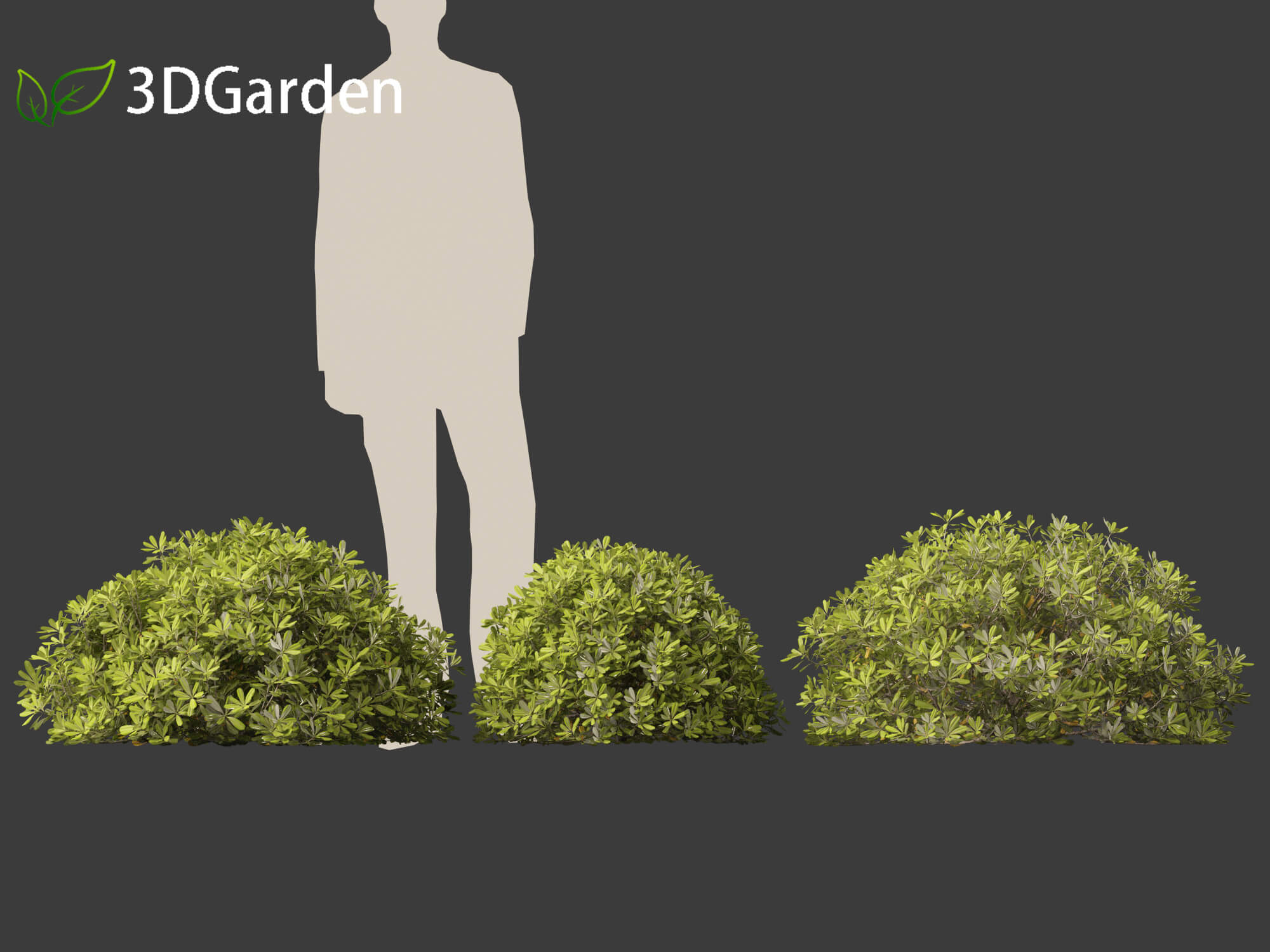 Pittosporum Tobira - Japanese Pittosporum 02 3D Model by 3dgardenplants