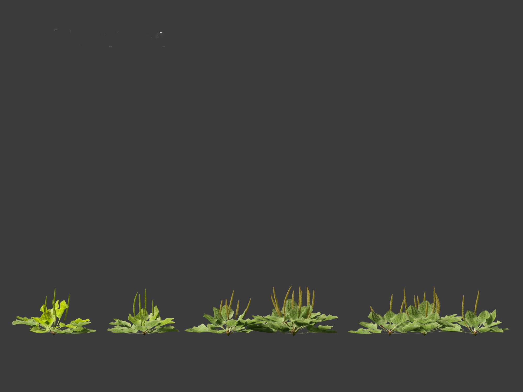 Plantago Major - Broadleaf Plantain 3D Model by 3dgardenplants