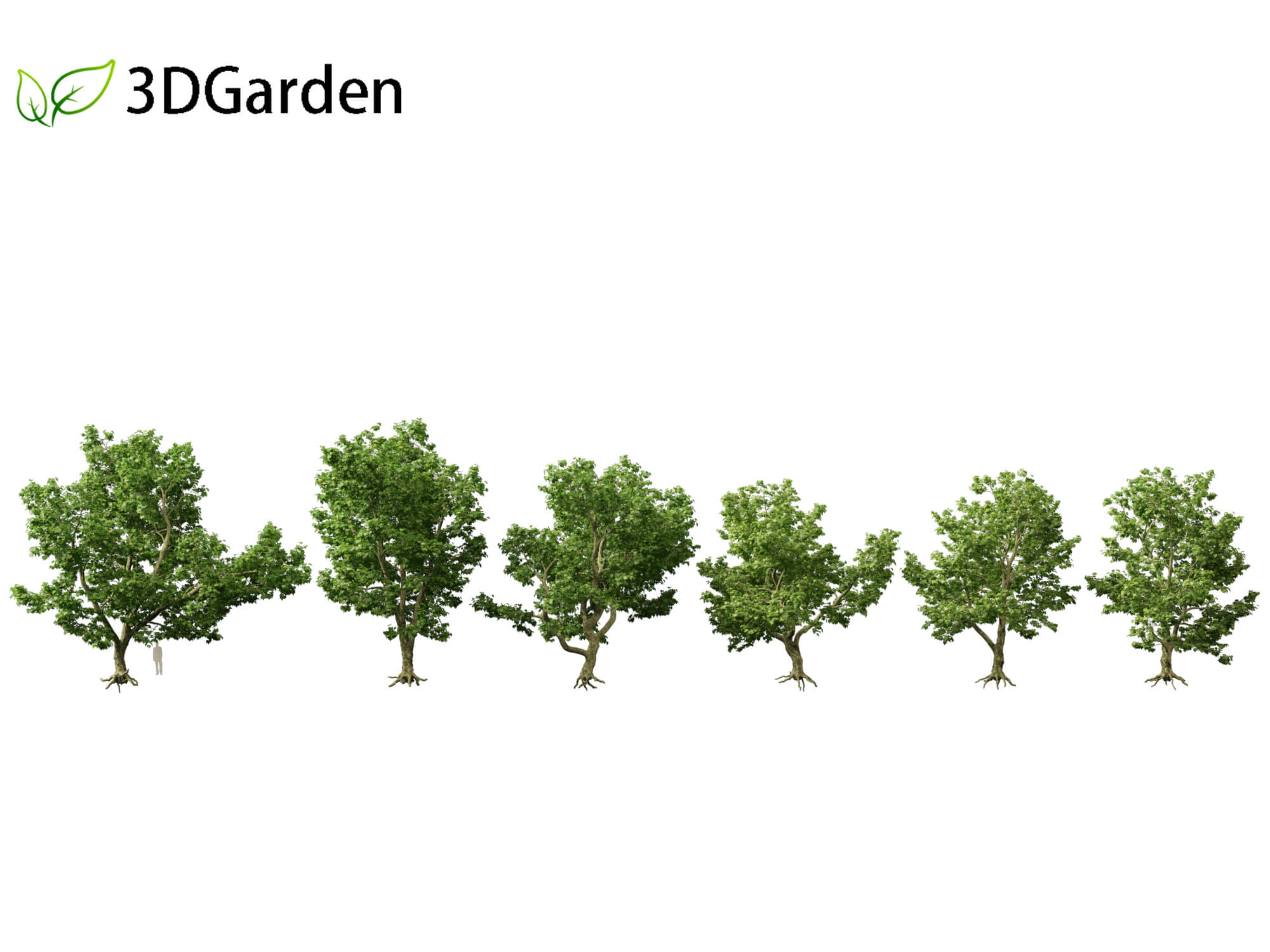Platanus Acerifolia – London Plane 04 - 3D Model by 3dgardenplants