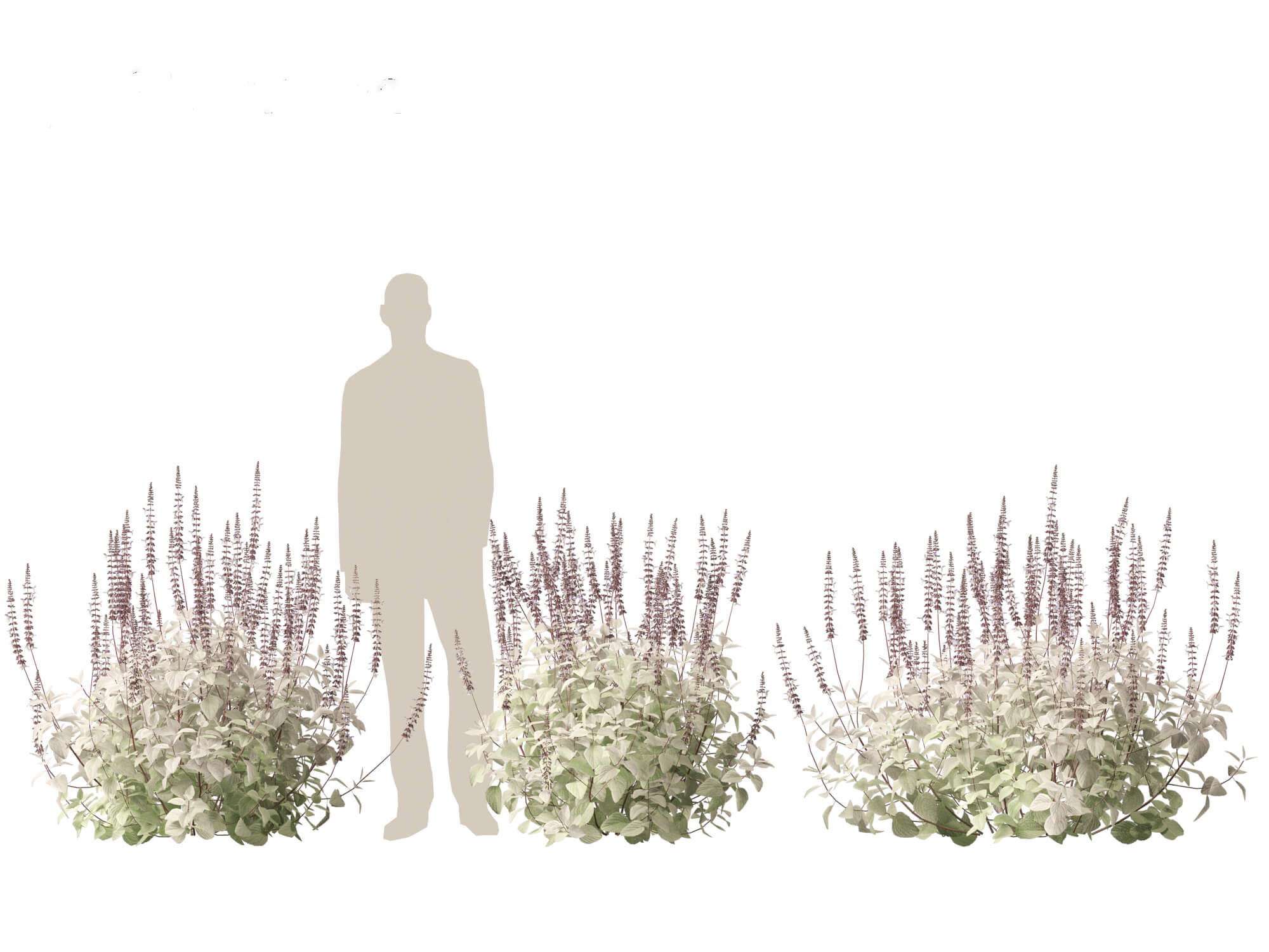 Plectranthus Argentatus - Silver Spurflower 3D Model by 3dgardenplants