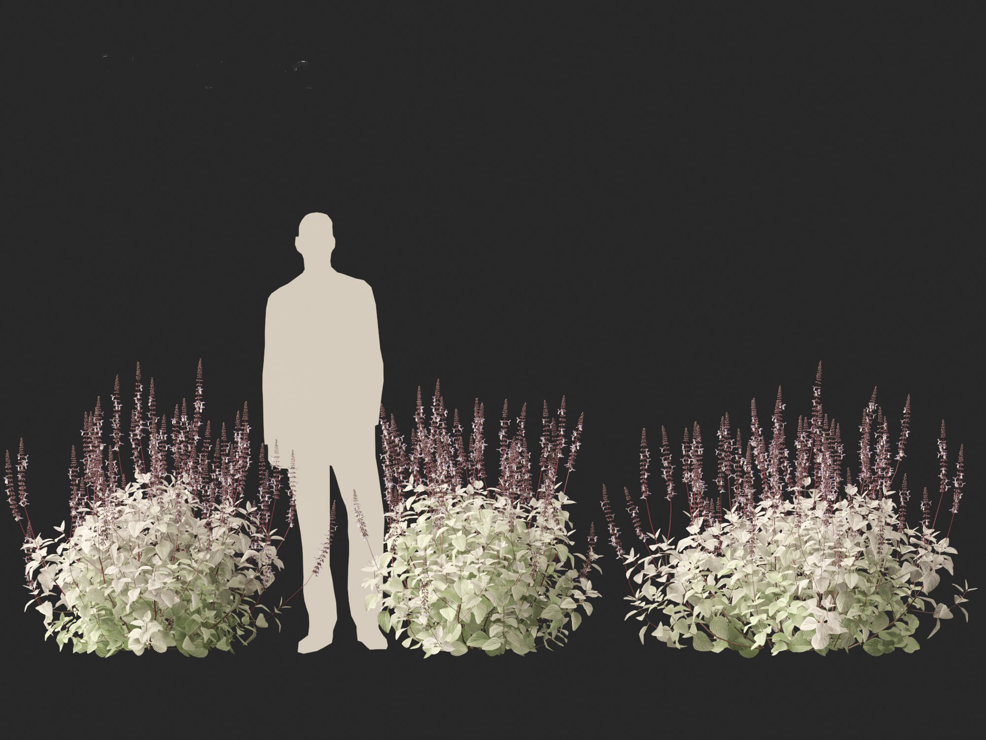 Plectranthus Argentatus - Silver Spurflower 3D Model by 3dgardenplants