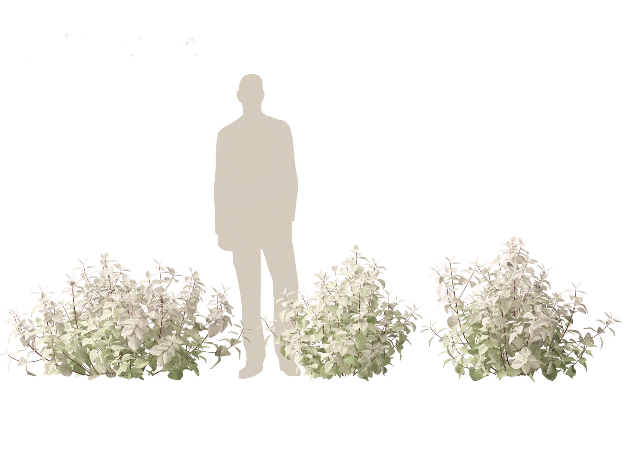 Plectranthus Argentatus - Silver Spurflower 3D Model by 3dgardenplants