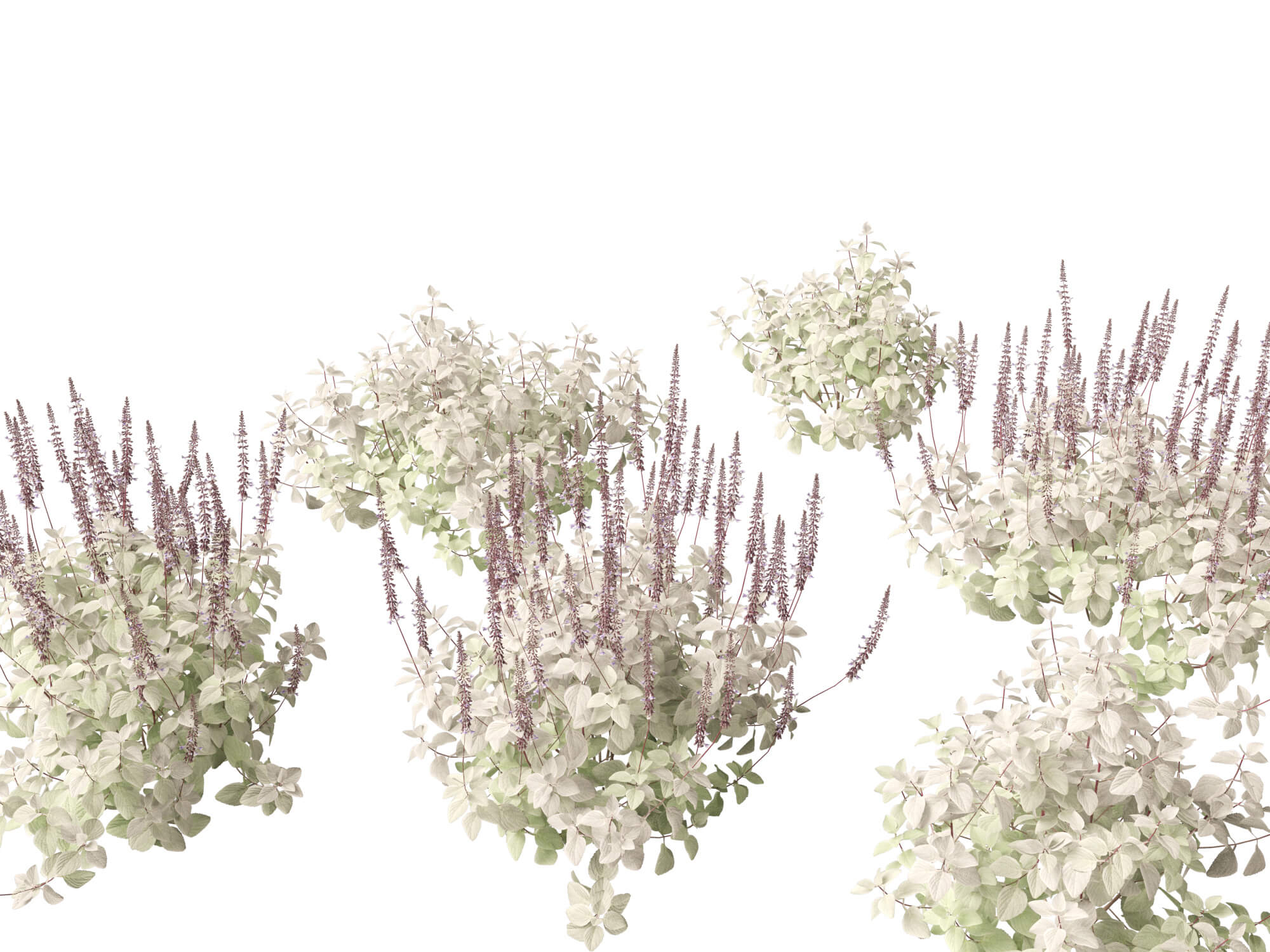 Plectranthus Argentatus - Silver Spurflower 3D Model by 3dgardenplants