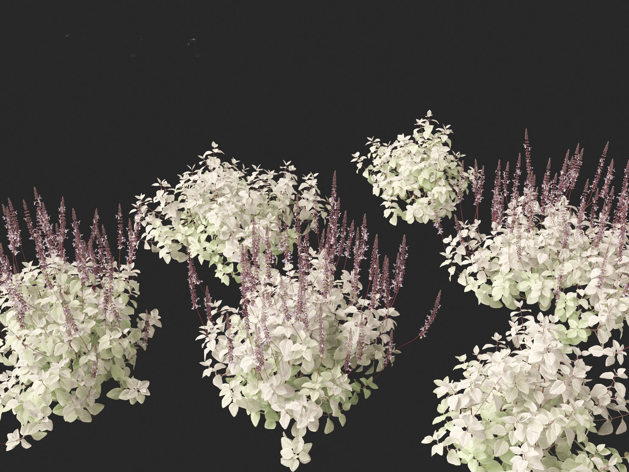Plectranthus Argentatus - Silver Spurflower 3D Model by 3dgardenplants