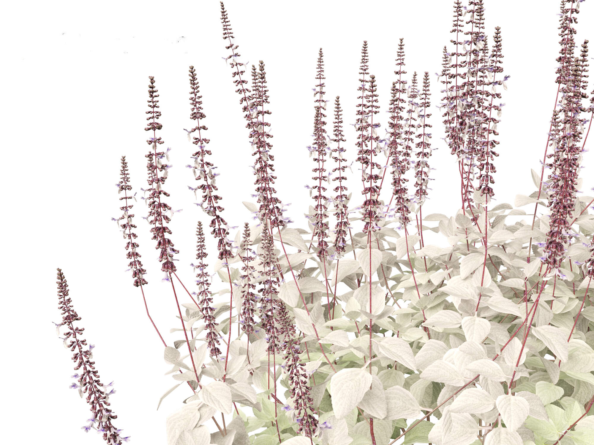 Plectranthus Argentatus - Silver Spurflower 3D Model by 3dgardenplants