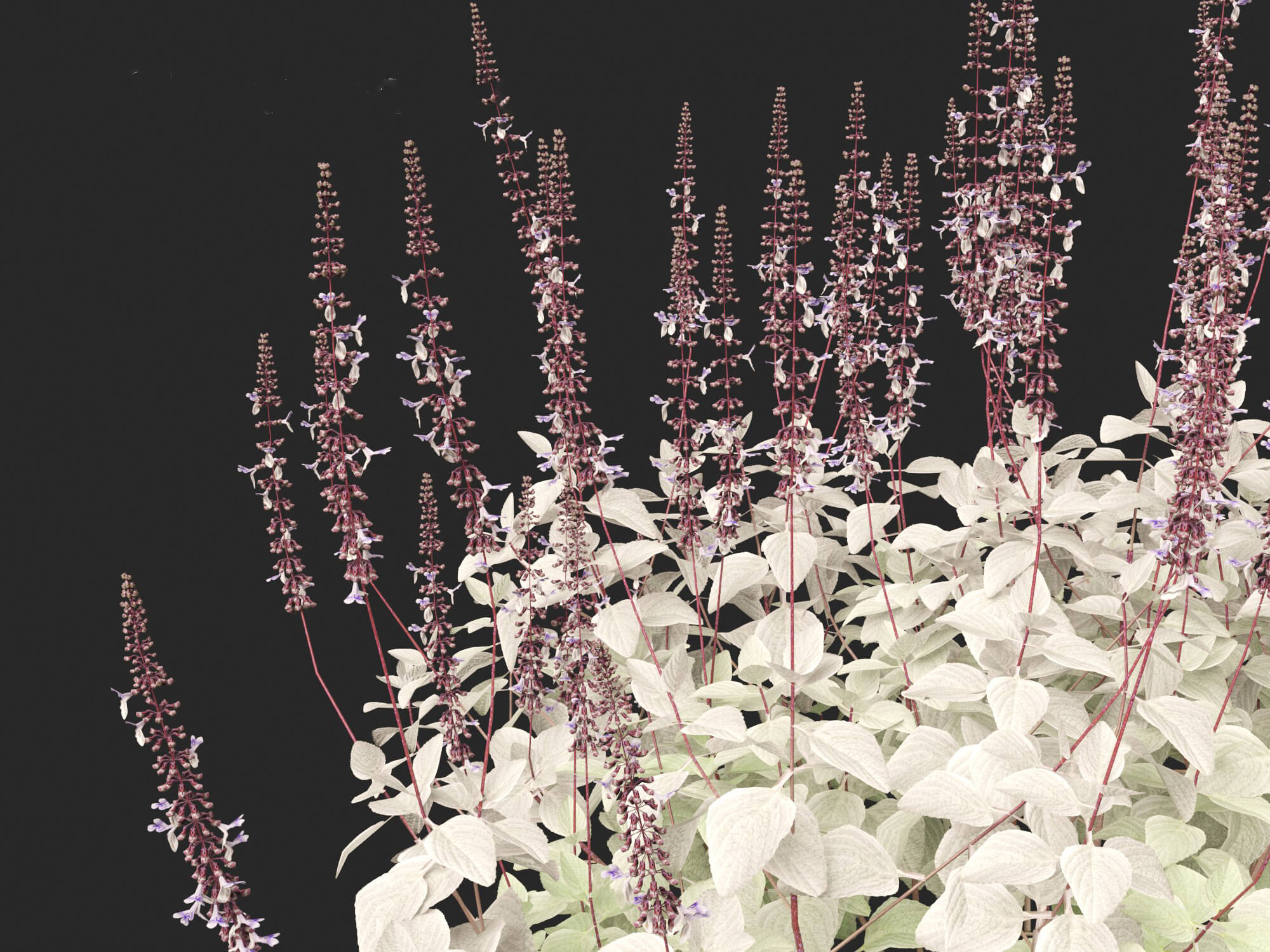 Plectranthus Argentatus - Silver Spurflower 3D Model by 3dgardenplants
