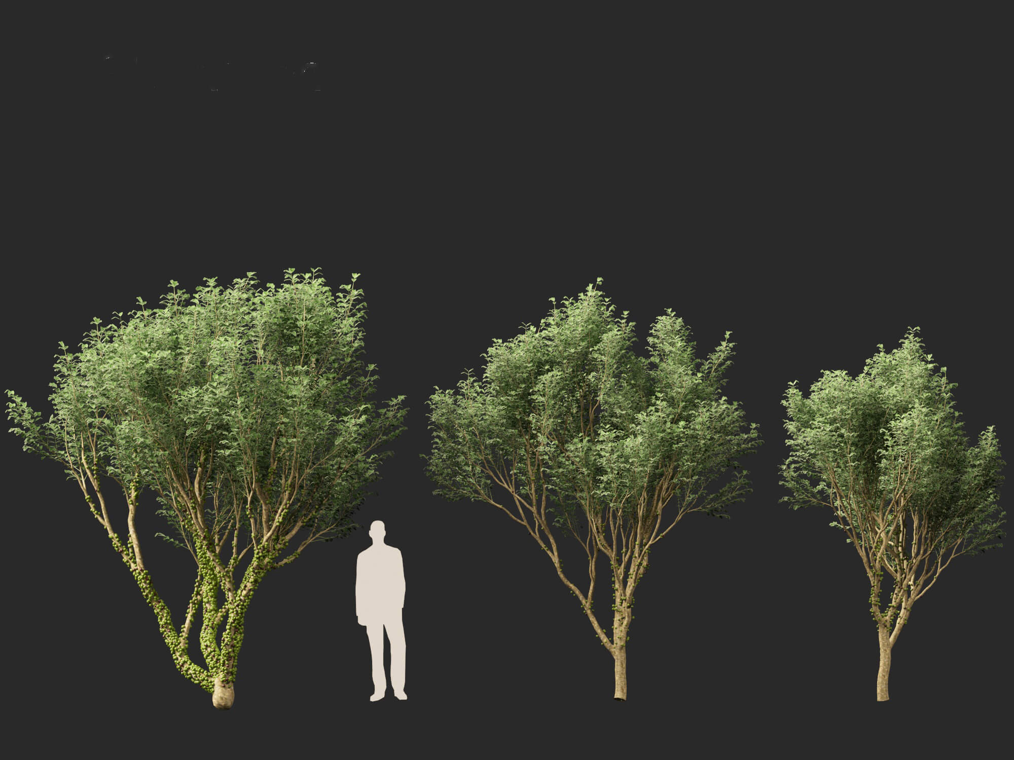Plinia Cauliflora - Brazilian Grape Tree 3D Model by 3dgardenplants
