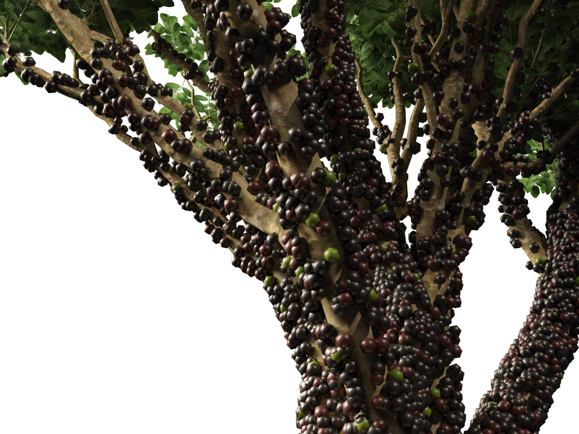 Plinia Cauliflora - Brazilian Grape Tree 3D Model by 3dgardenplants