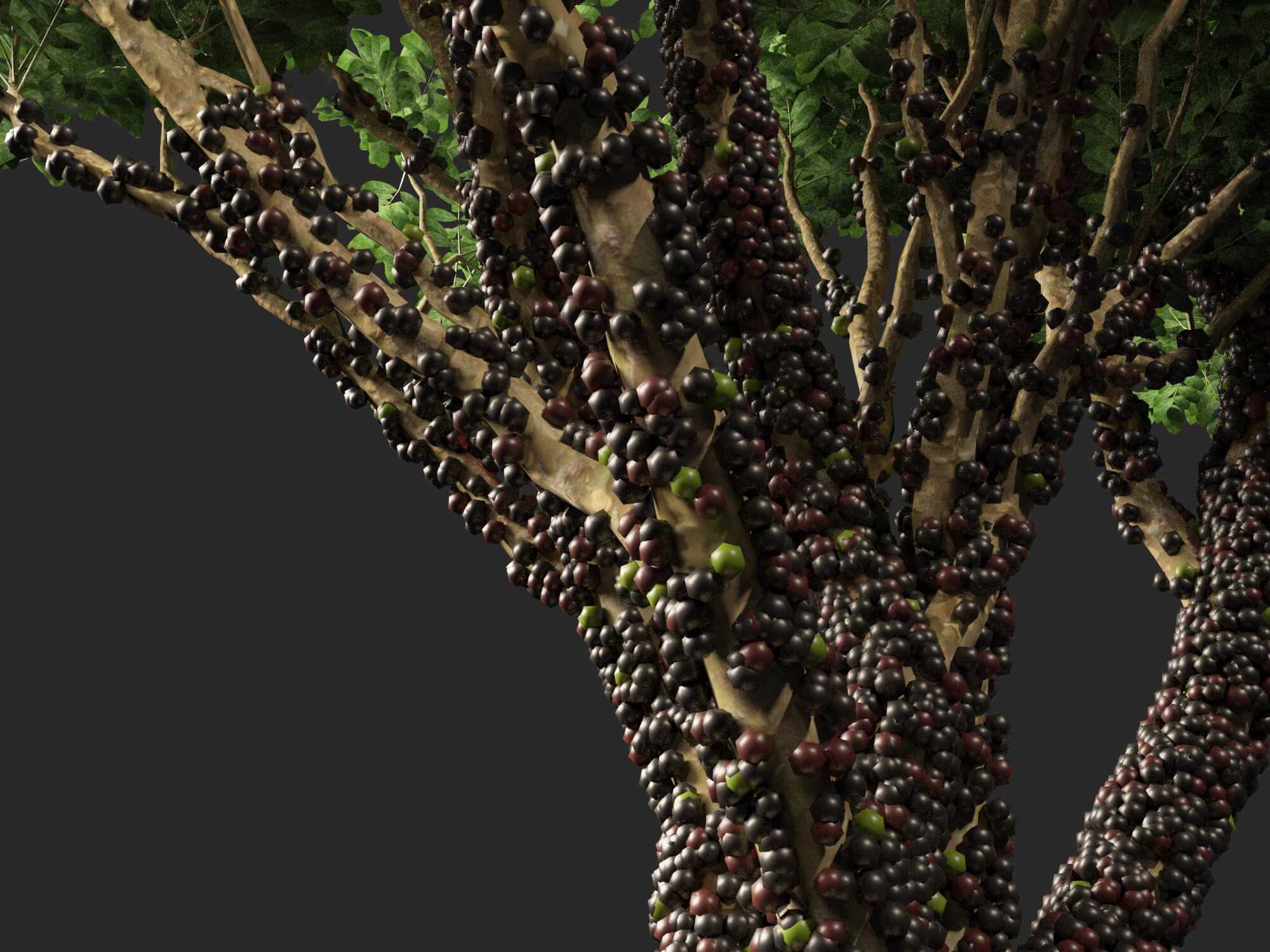 Plinia Cauliflora - Brazilian Grape Tree 3D Model by 3dgardenplants
