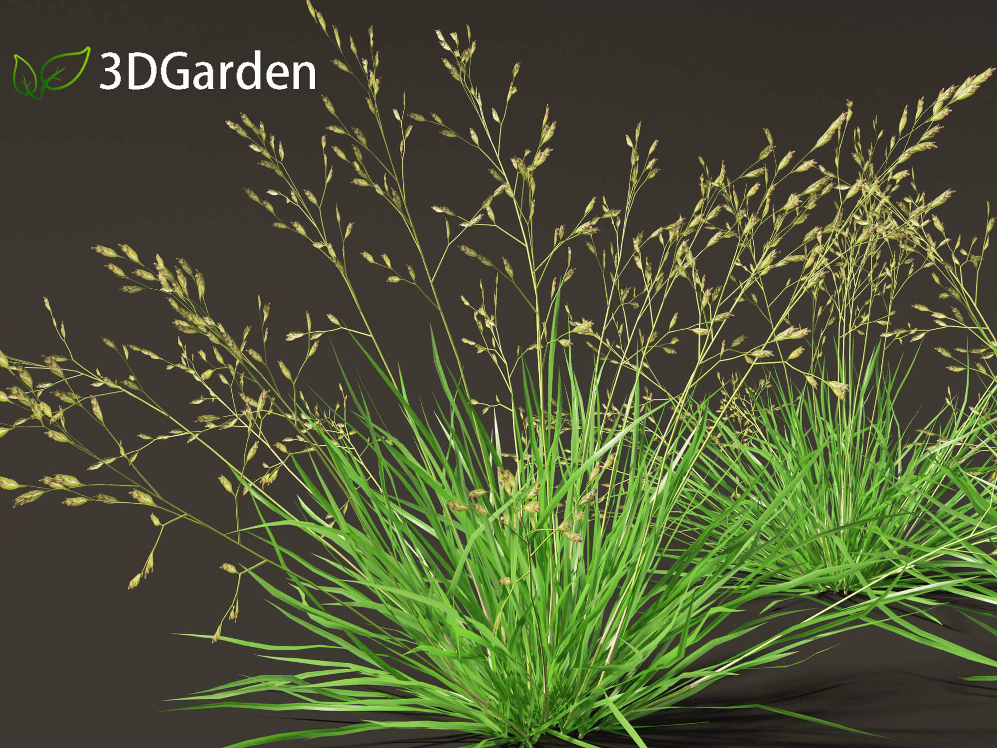 Poa Annua - Annual Meadow Grass 3D Model by 3dgardenplants