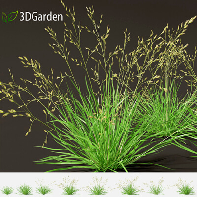 Poa Annua - Annual Meadow Grass 3D Model by 3dgardenplants