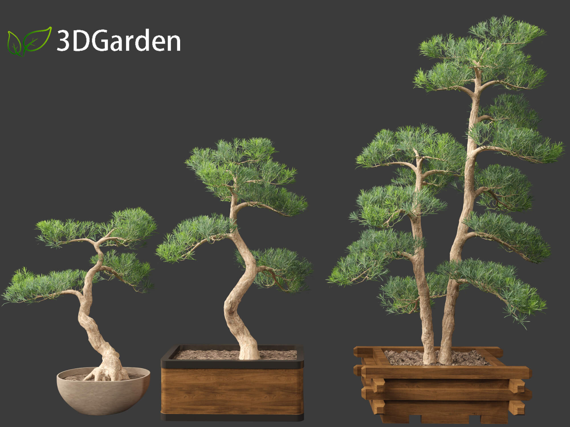Podocarpus Macrophyllus - Buddhist Pine 01 3D Model by 3dgardenplants