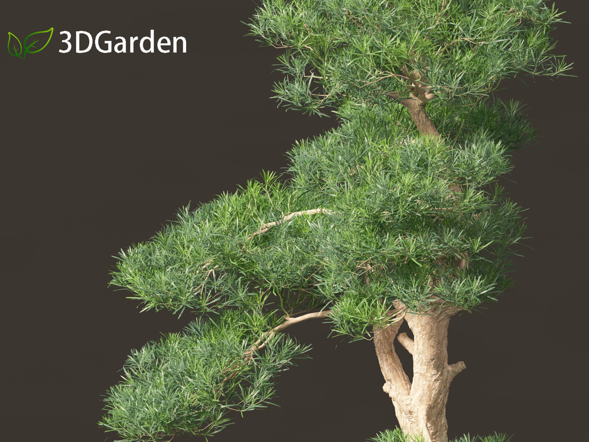 Podocarpus Macrophyllus - Buddhist Pine 02 3D Model by 3dgardenplants