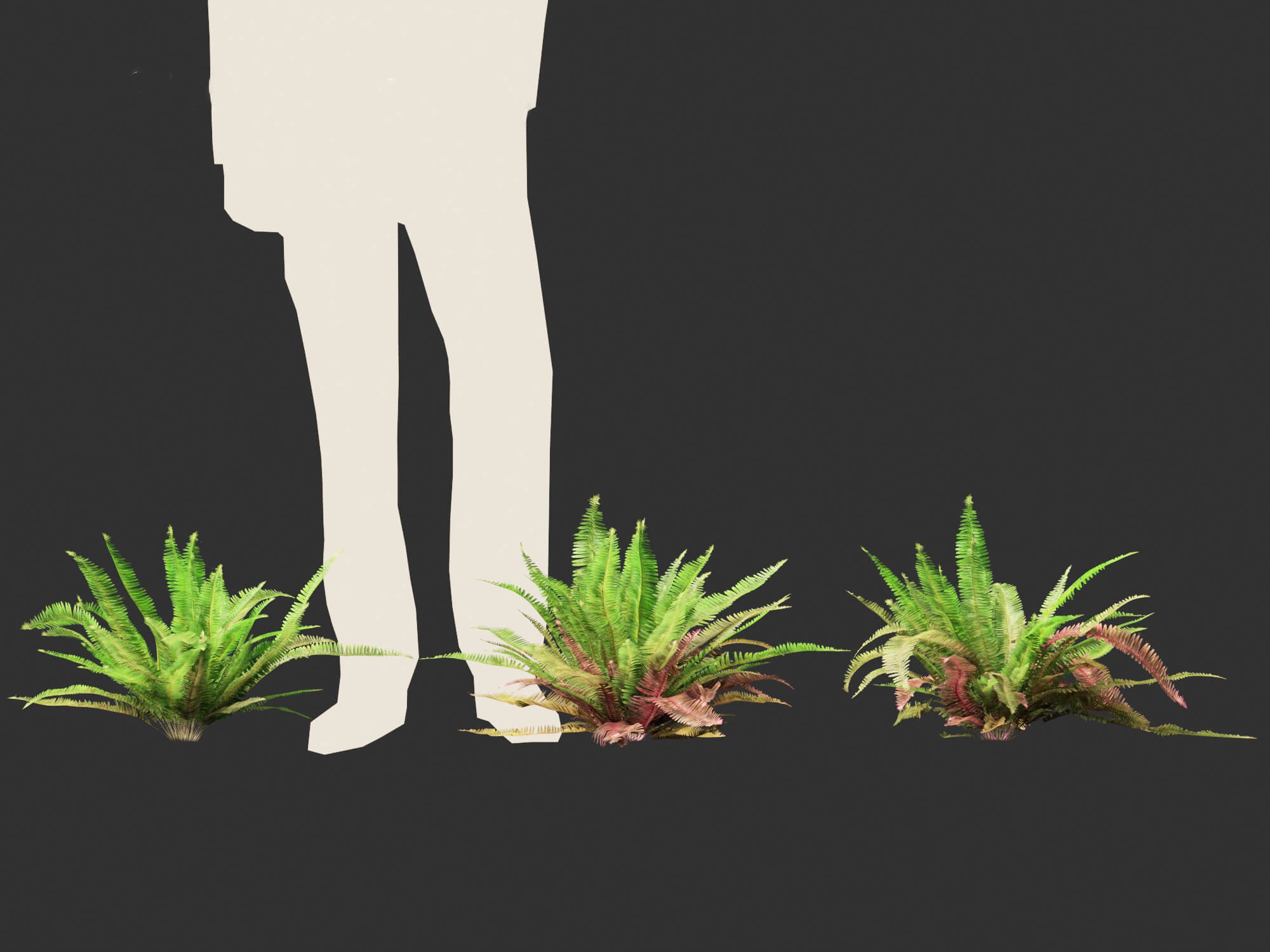 Polystichum Munitum - Swordfern 3D Model by 3dgardenplants