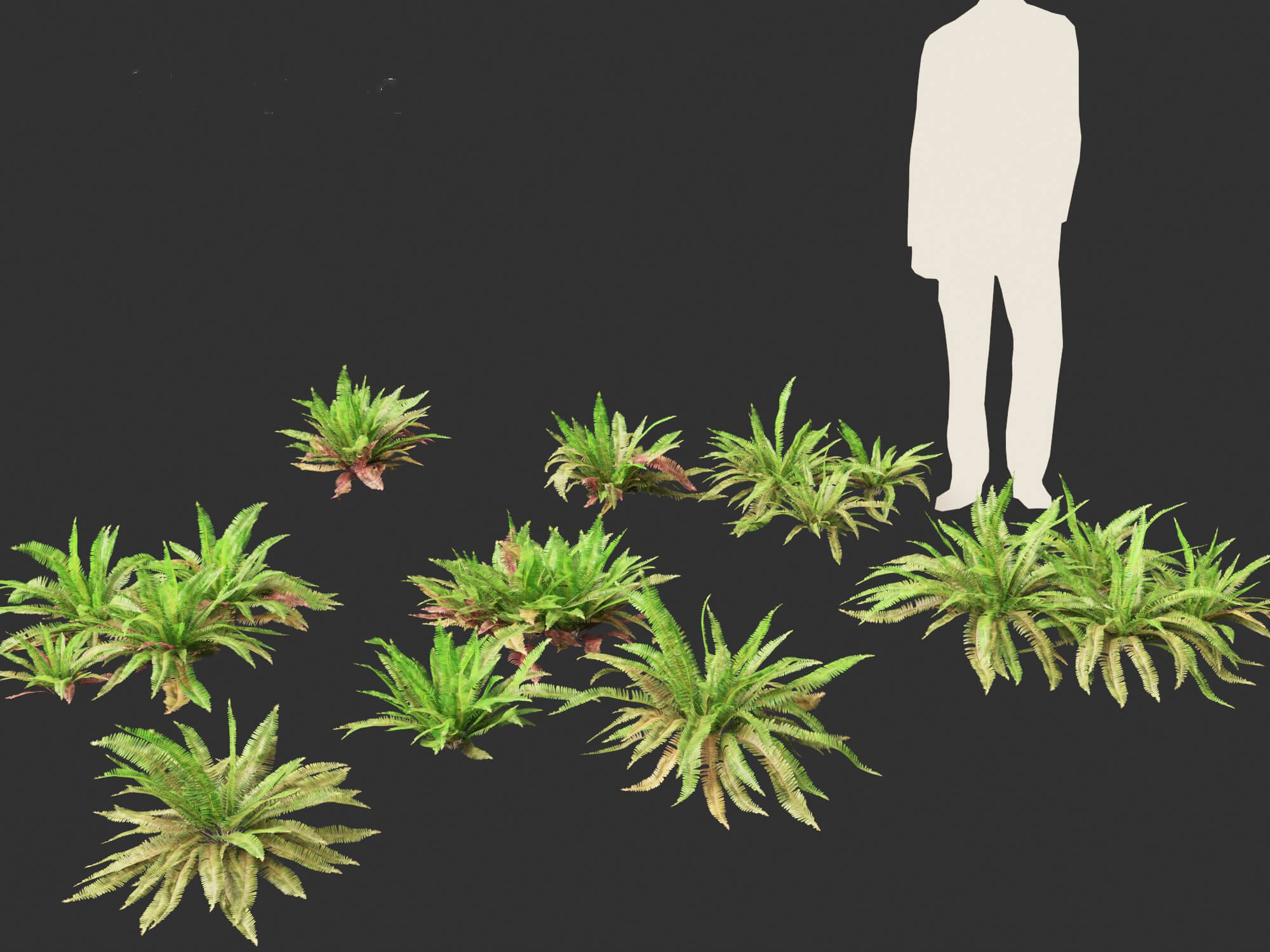 Polystichum Munitum - Swordfern 3D Model by 3dgardenplants