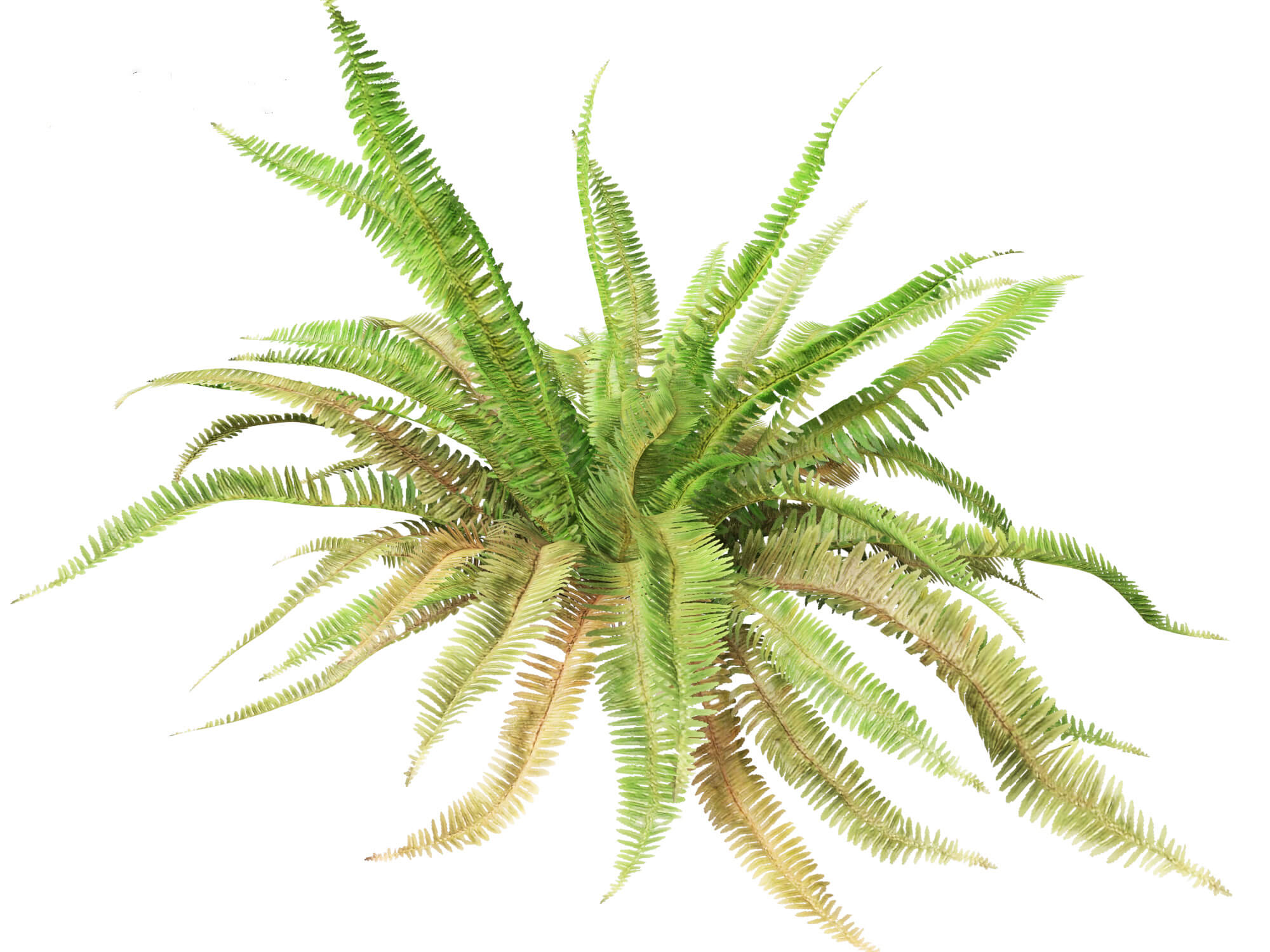 Polystichum Munitum - Swordfern 3D Model by 3dgardenplants