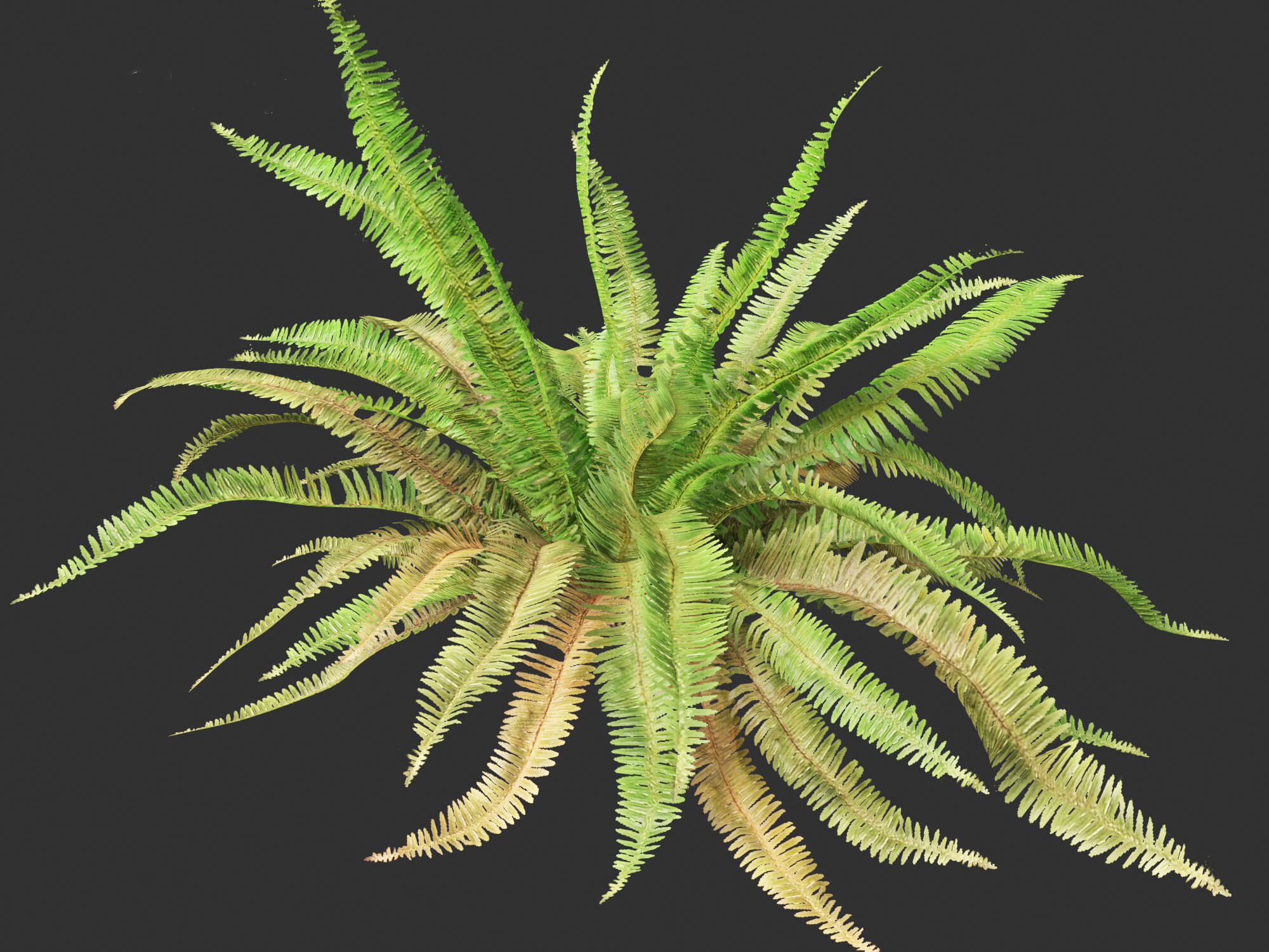 Polystichum Munitum - Swordfern 3D Model by 3dgardenplants