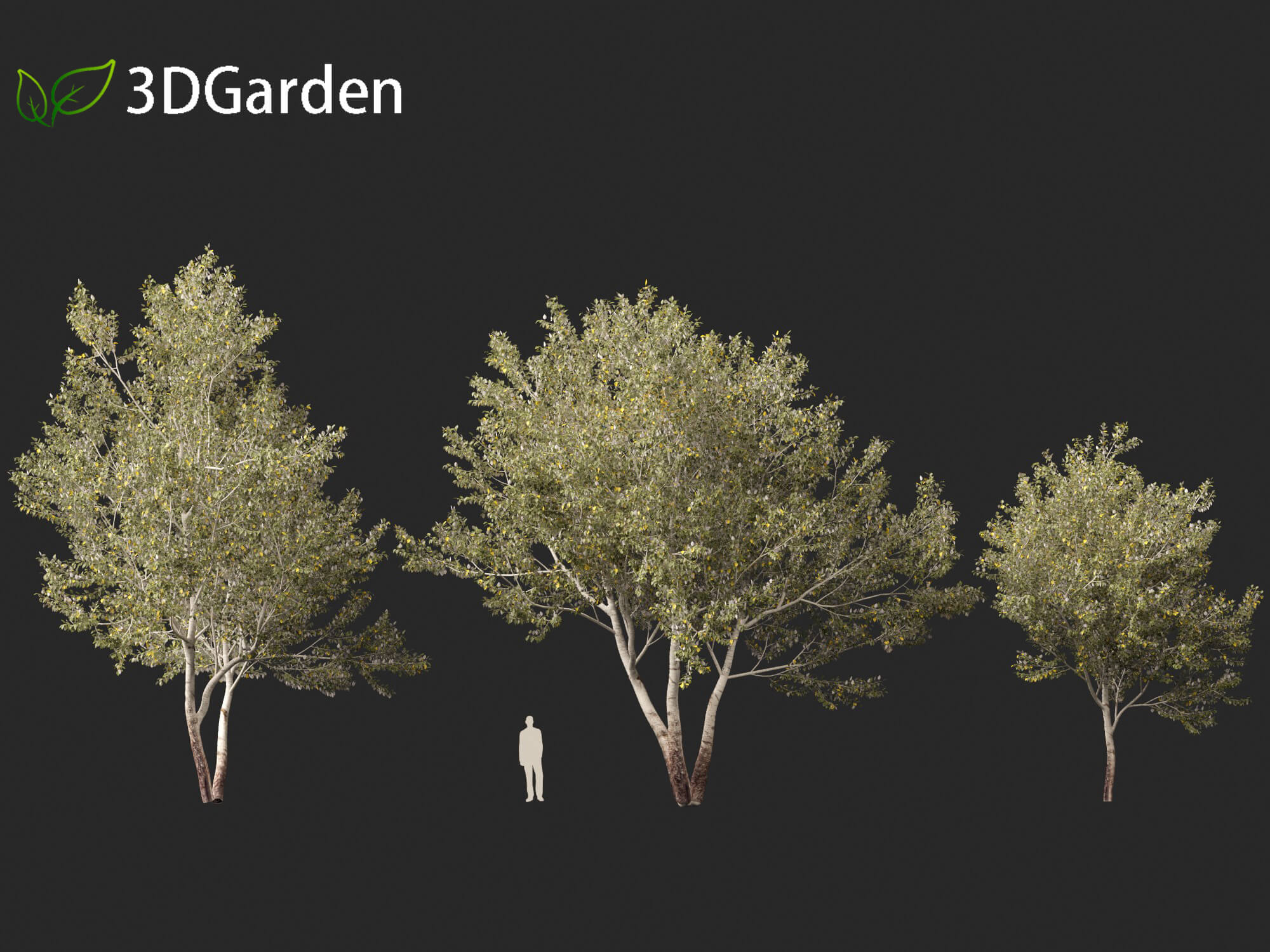 Populus Alba - Poplar 3D Model by 3dgardenplants