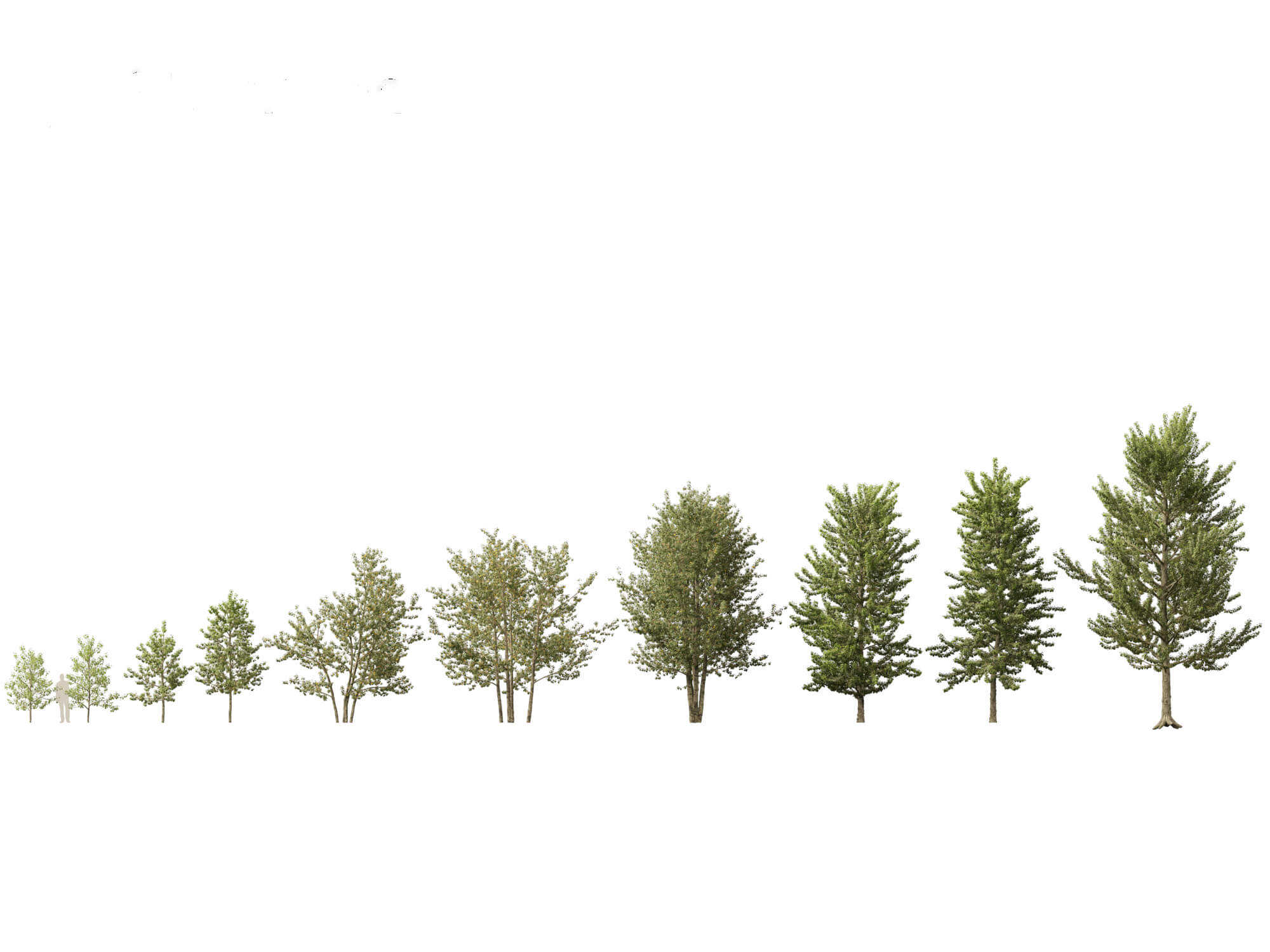 Populus Balsamifera - Balsam Poplar 01 3D Model by 3dgardenplants