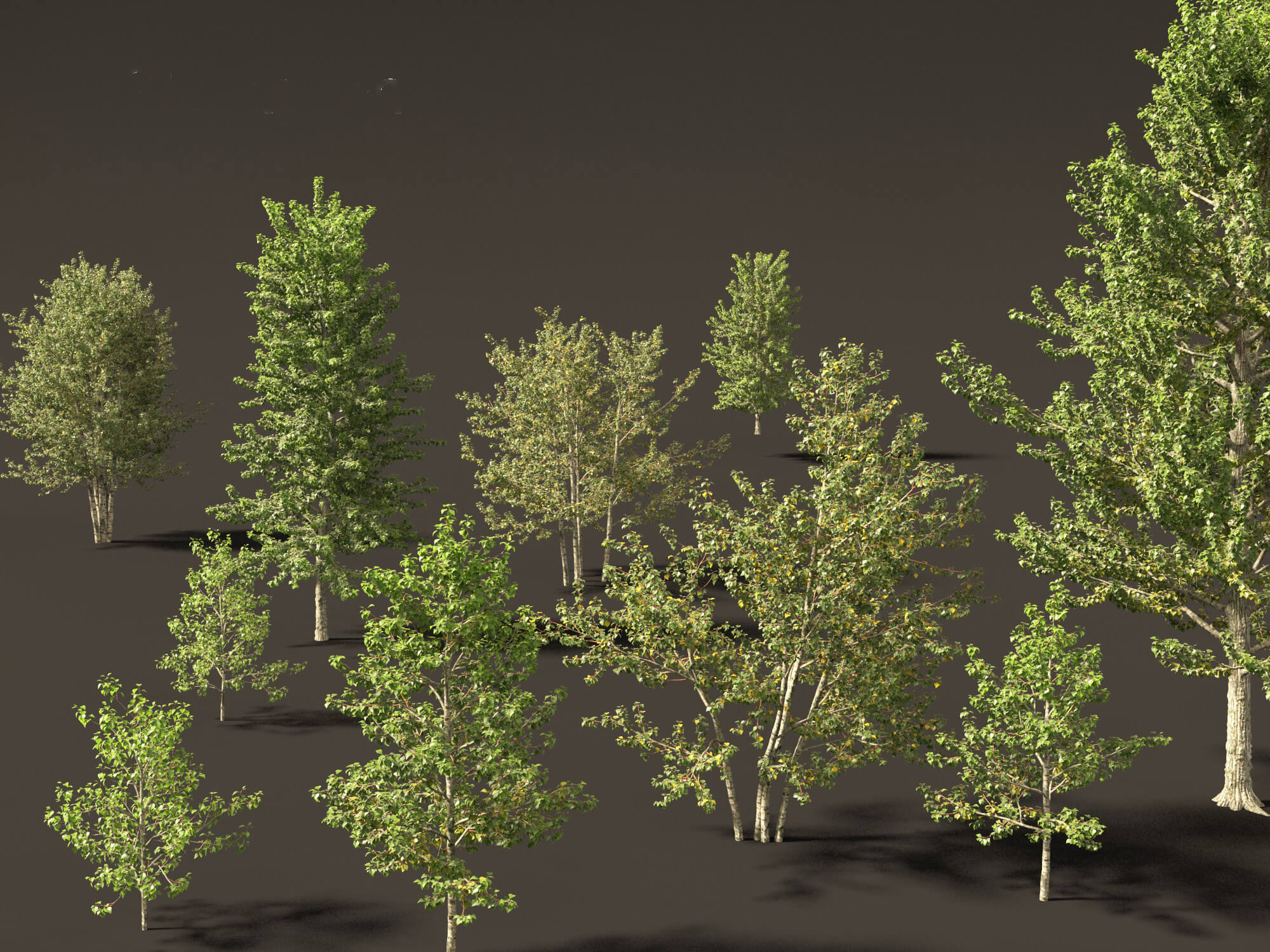 Populus Balsamifera - Balsam Poplar 01 3D Model by 3dgardenplants