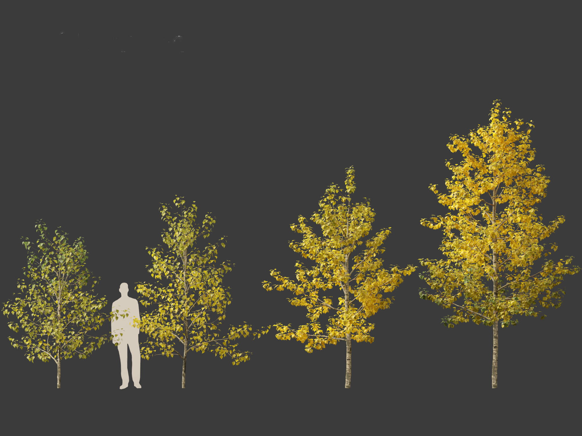 Populus Balsamifera - Balsam Poplar 02 3D Model by 3dgardenplants