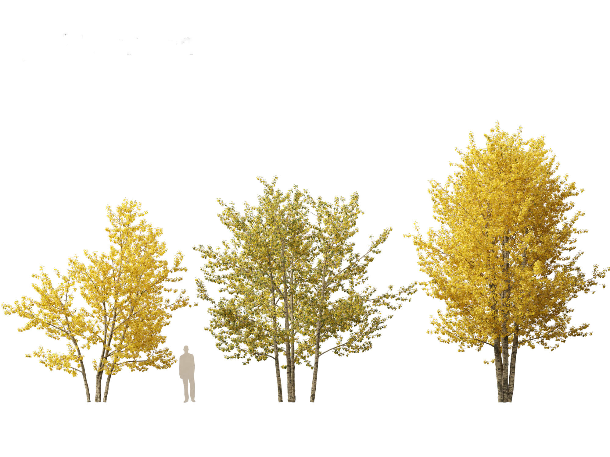 Populus Balsamifera - Balsam Poplar 02 3D Model by 3dgardenplants