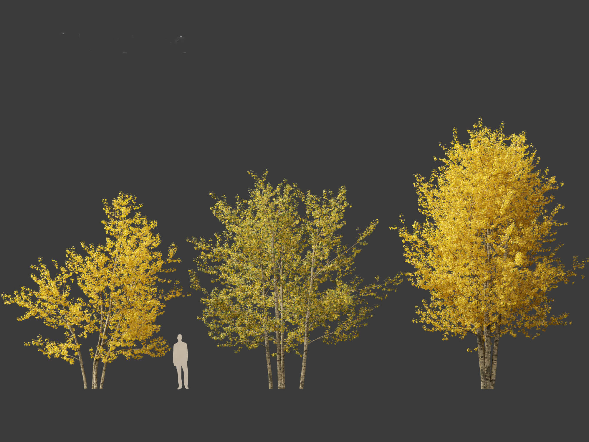 Populus Balsamifera - Balsam Poplar 02 3D Model by 3dgardenplants