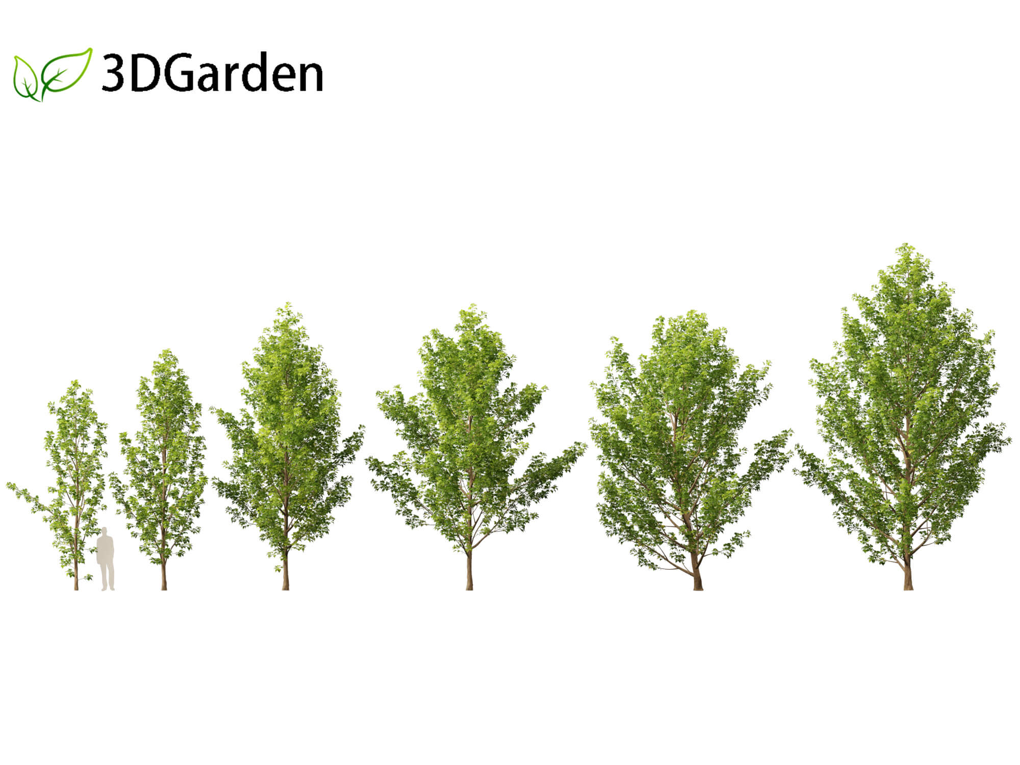 Populus Canadensis – Canadian Poplar 01 - 3D Model by 3dgardenplants