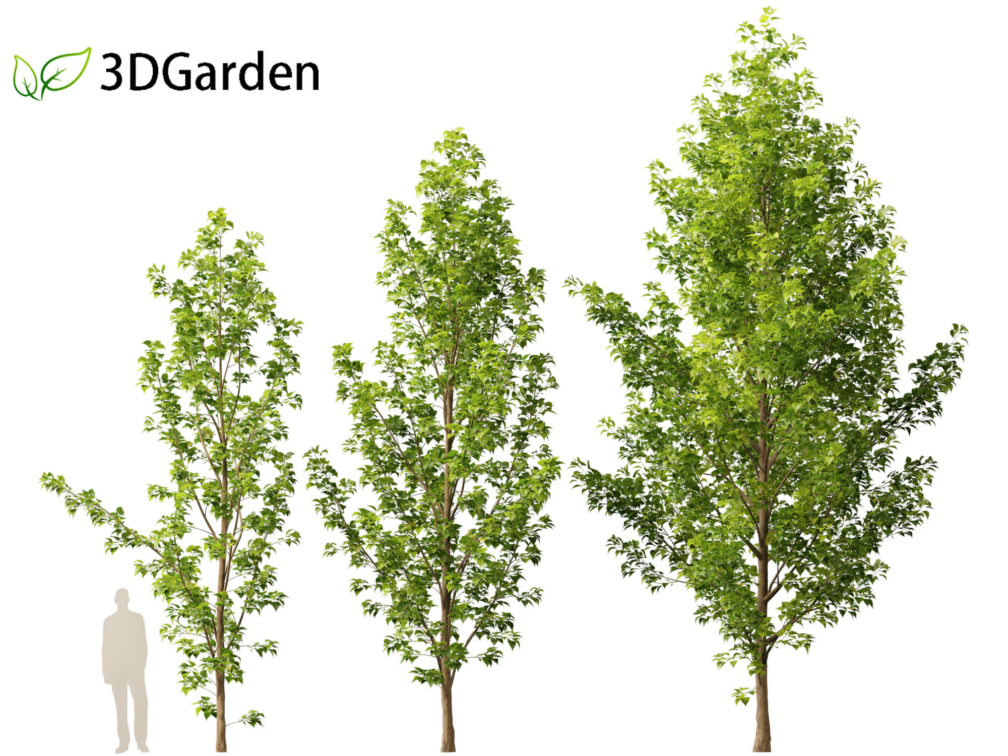 Populus Canadensis – Canadian Poplar 01 - 3D Model by 3dgardenplants