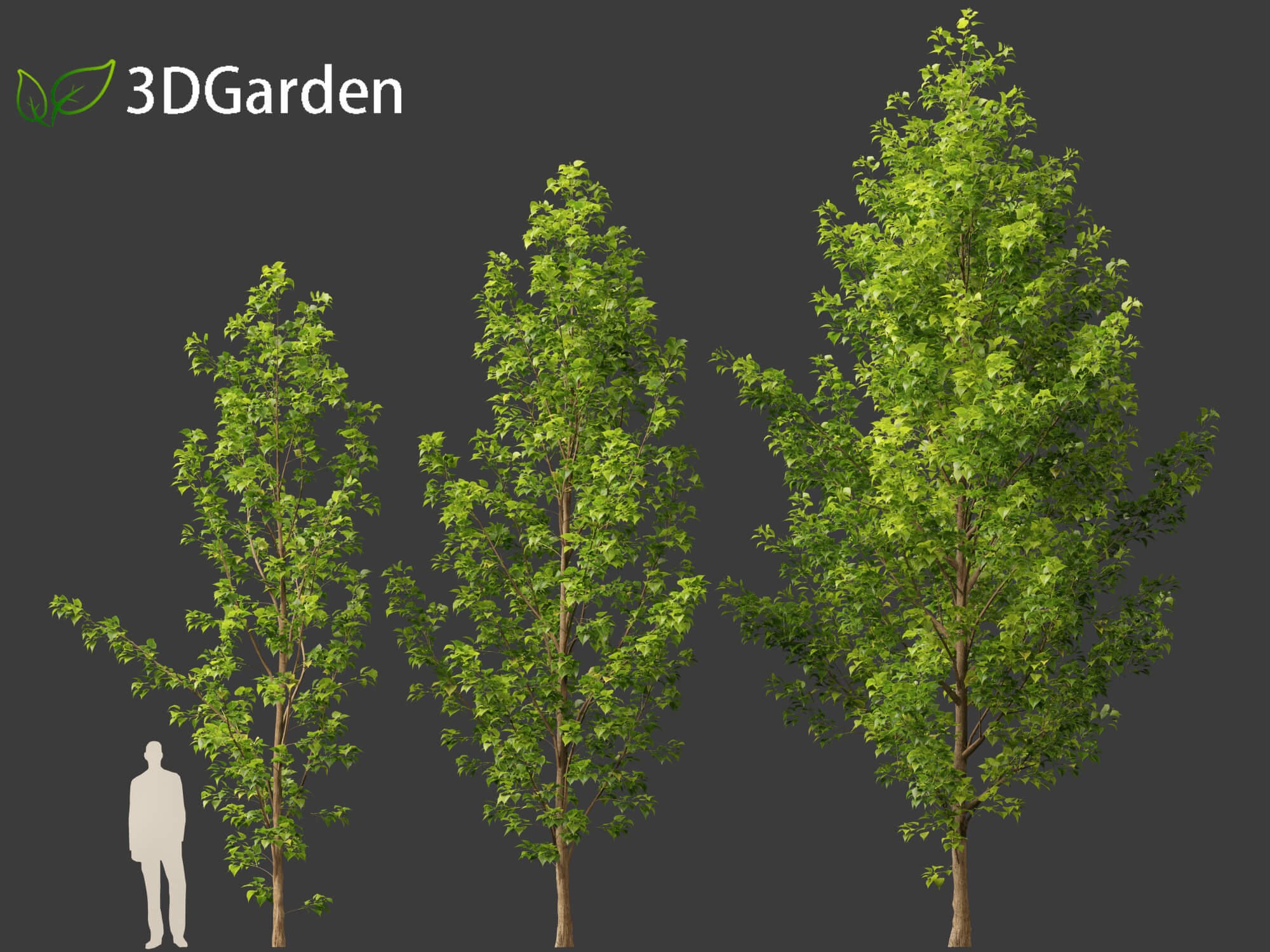 Populus Canadensis – Canadian Poplar 01 - 3D Model by 3dgardenplants