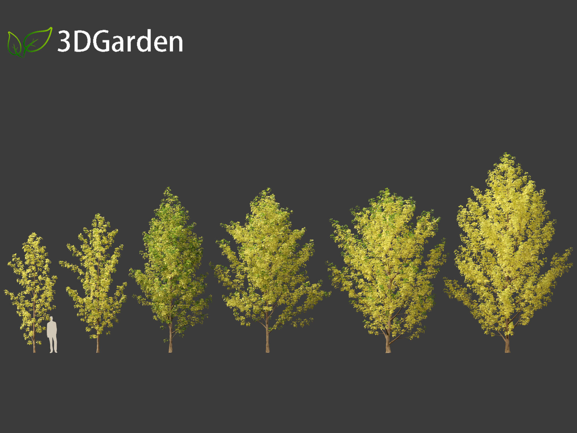 Populus Canadensis – Canadian Poplar 02 - 3D Model by 3dgardenplants