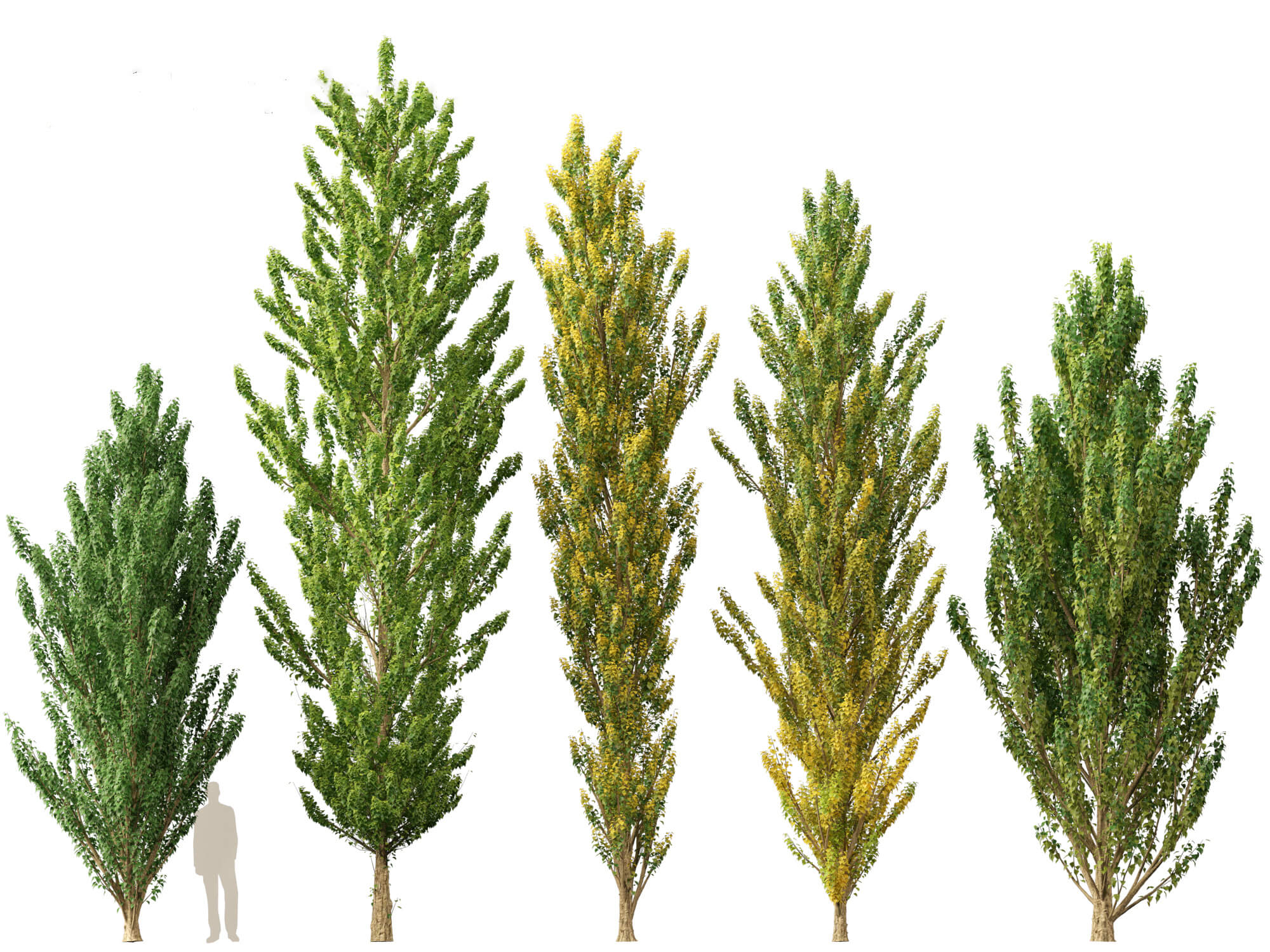 Populus Nigra - Lombardy Poplar 3D Model by 3dgardenplants