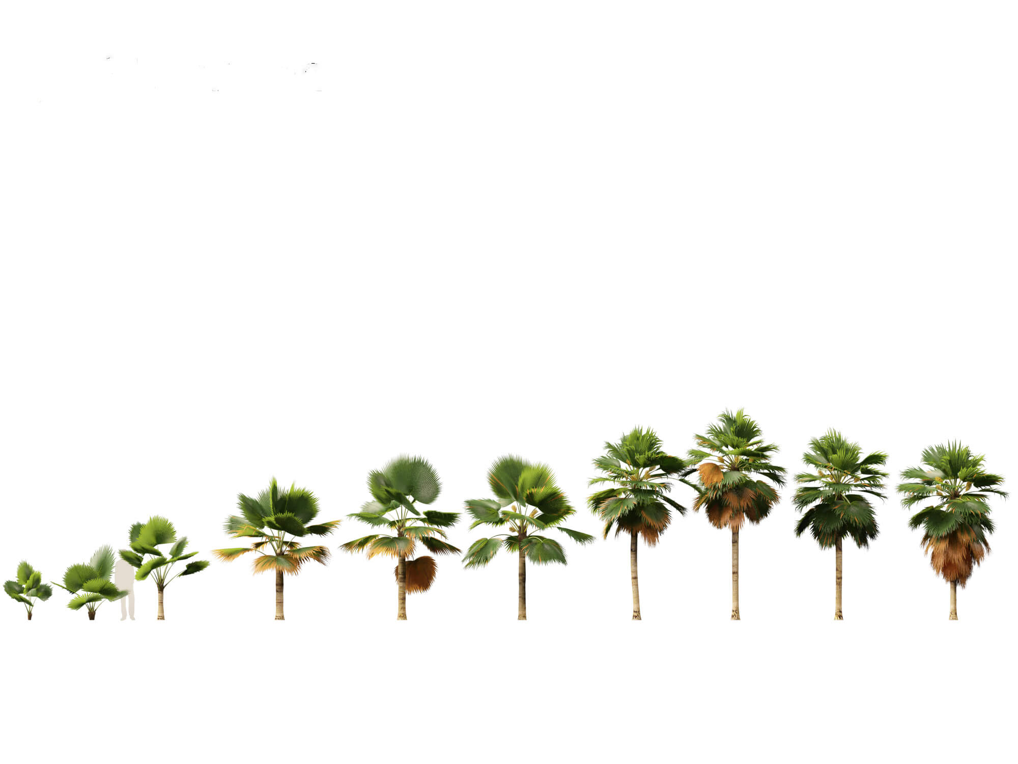 Pritchardia Pacifica - Fiji Fan Palm 3D Model by 3dgardenplants