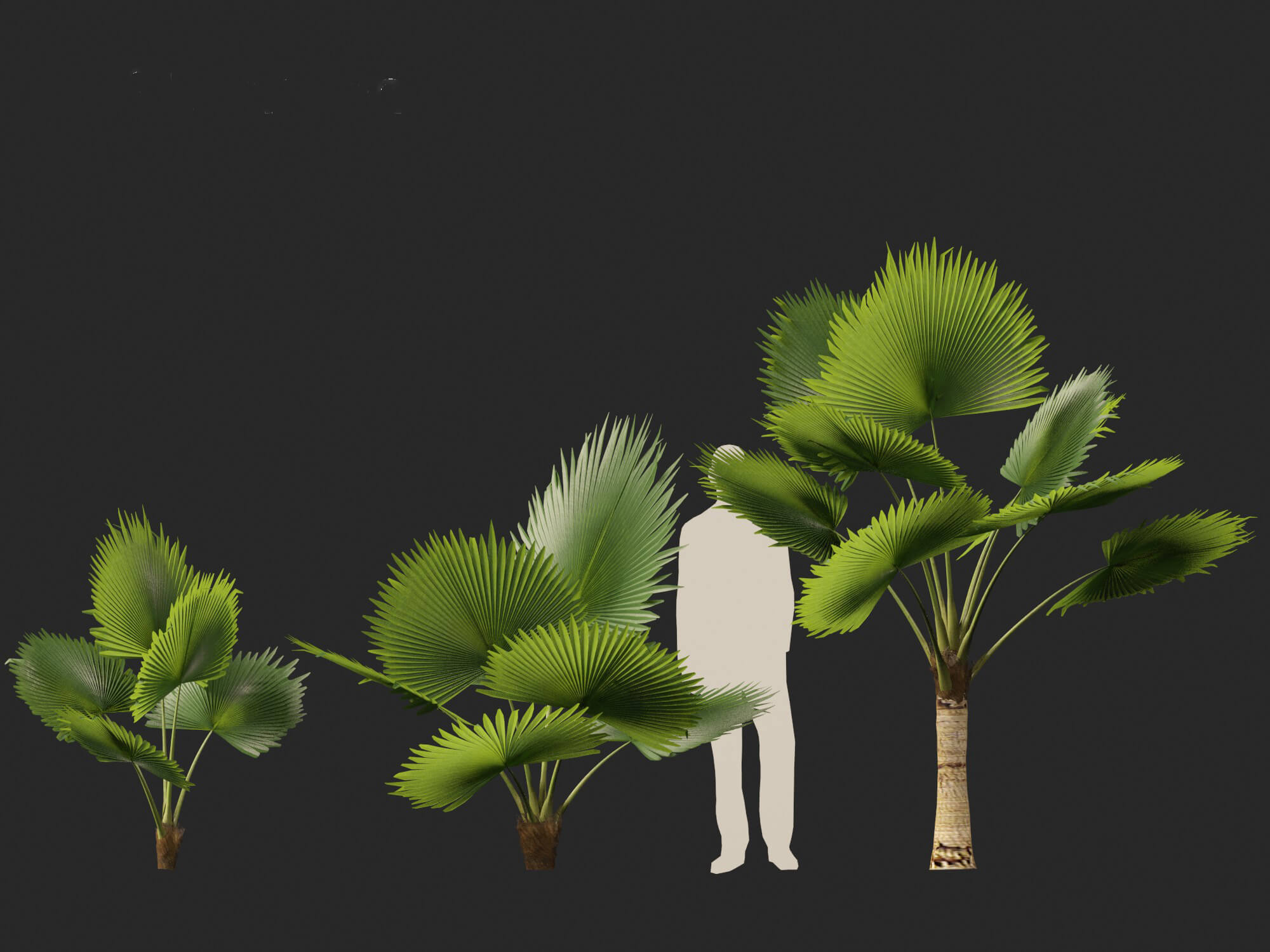 Pritchardia Pacifica - Fiji Fan Palm 3D Model by 3dgardenplants